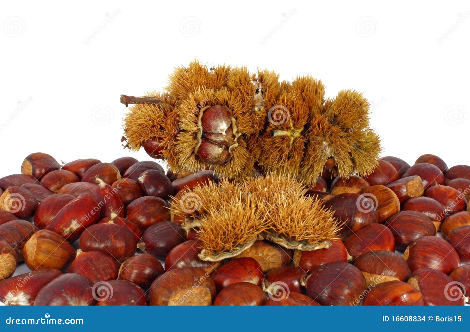 Chestnuts inside husk stock photo. Image of snack, heap - 16608834