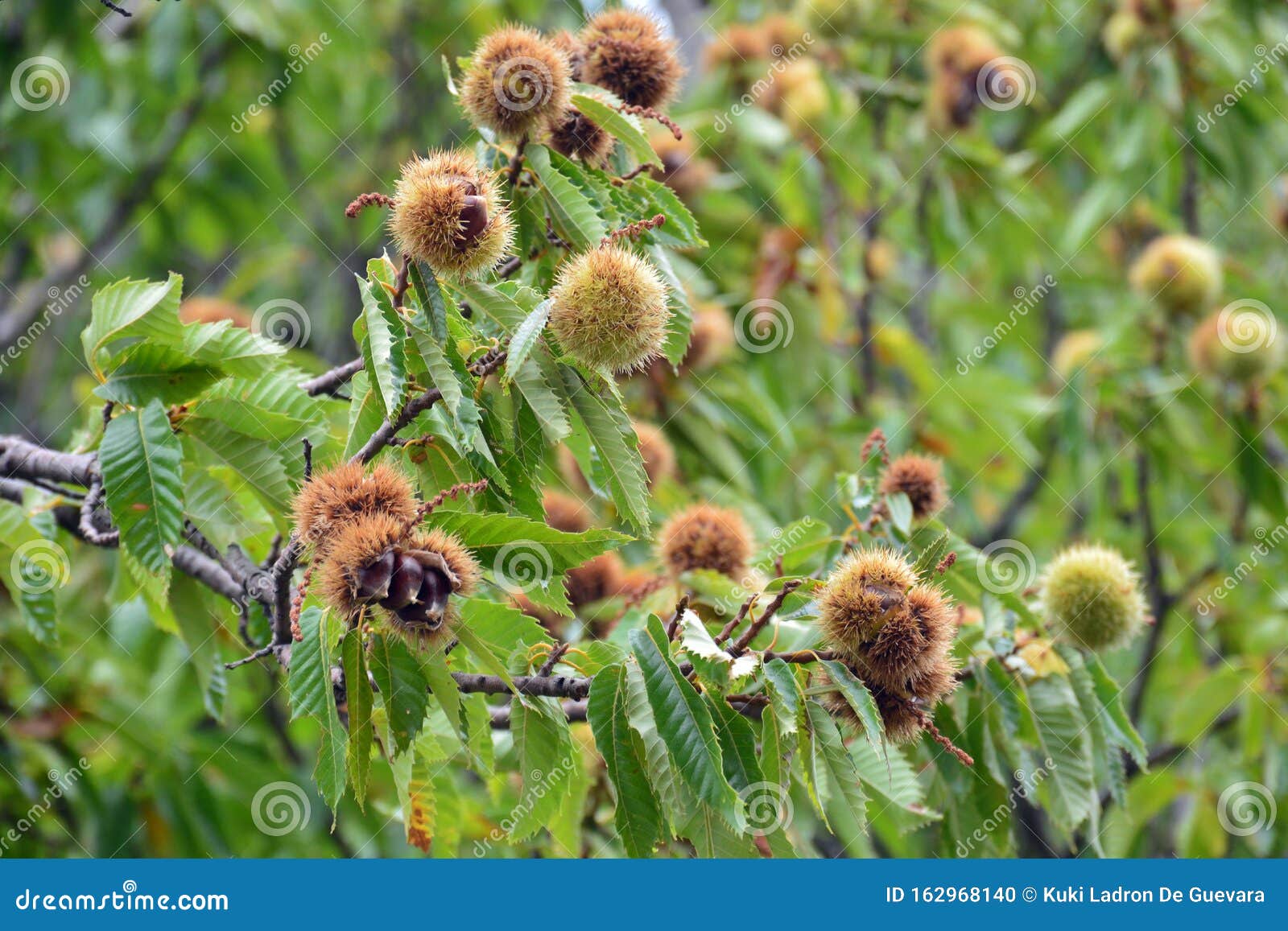 Chestnuts Inside Their Hedgehogs, on the Branches of a Chestnut Stock ...