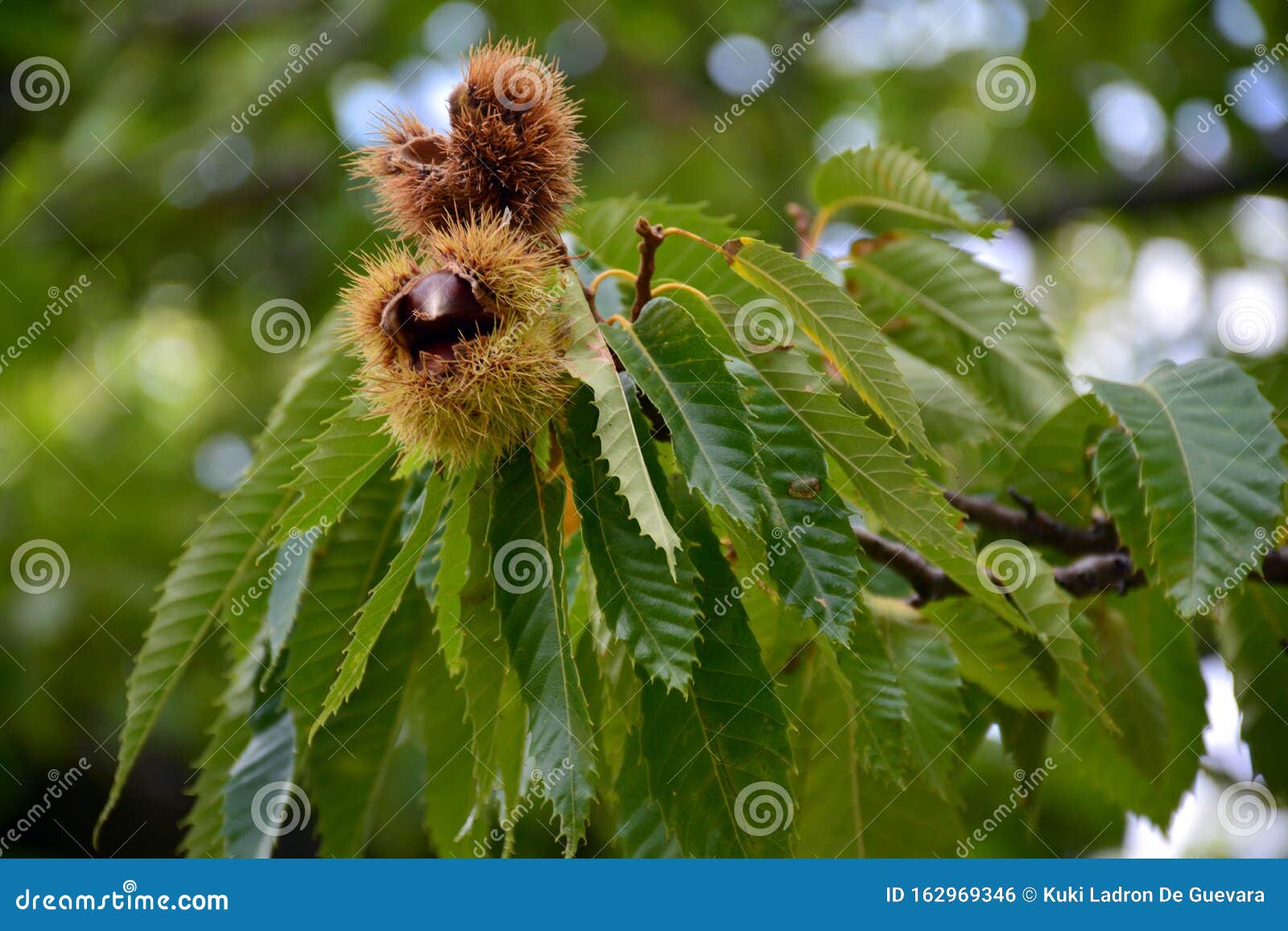Chestnuts Inside Their Hedgehogs, on the Branches of a Chestnut Stock ...