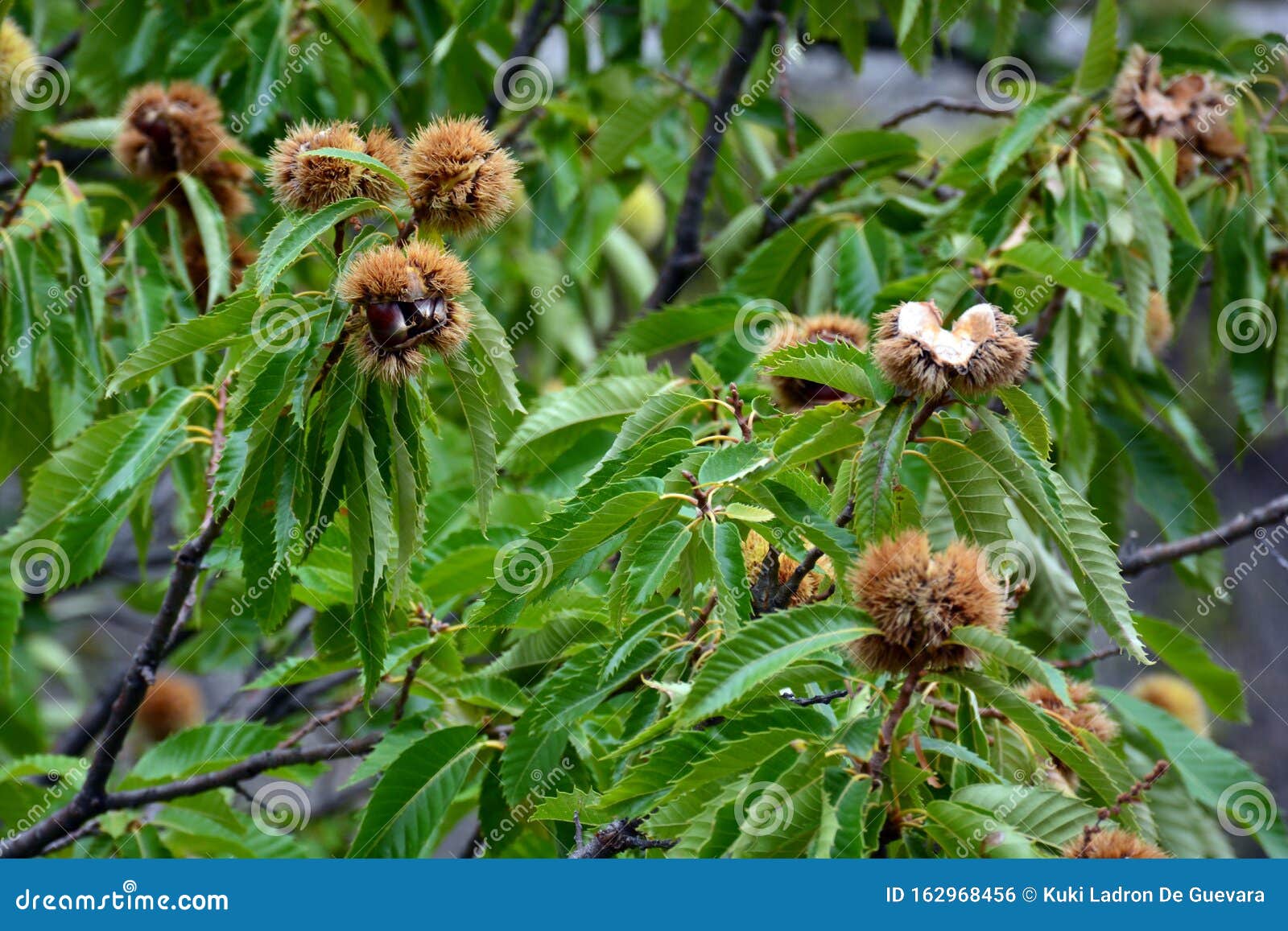 Chestnuts Inside Their Hedgehogs, on the Branches of a Chestnut Stock ...