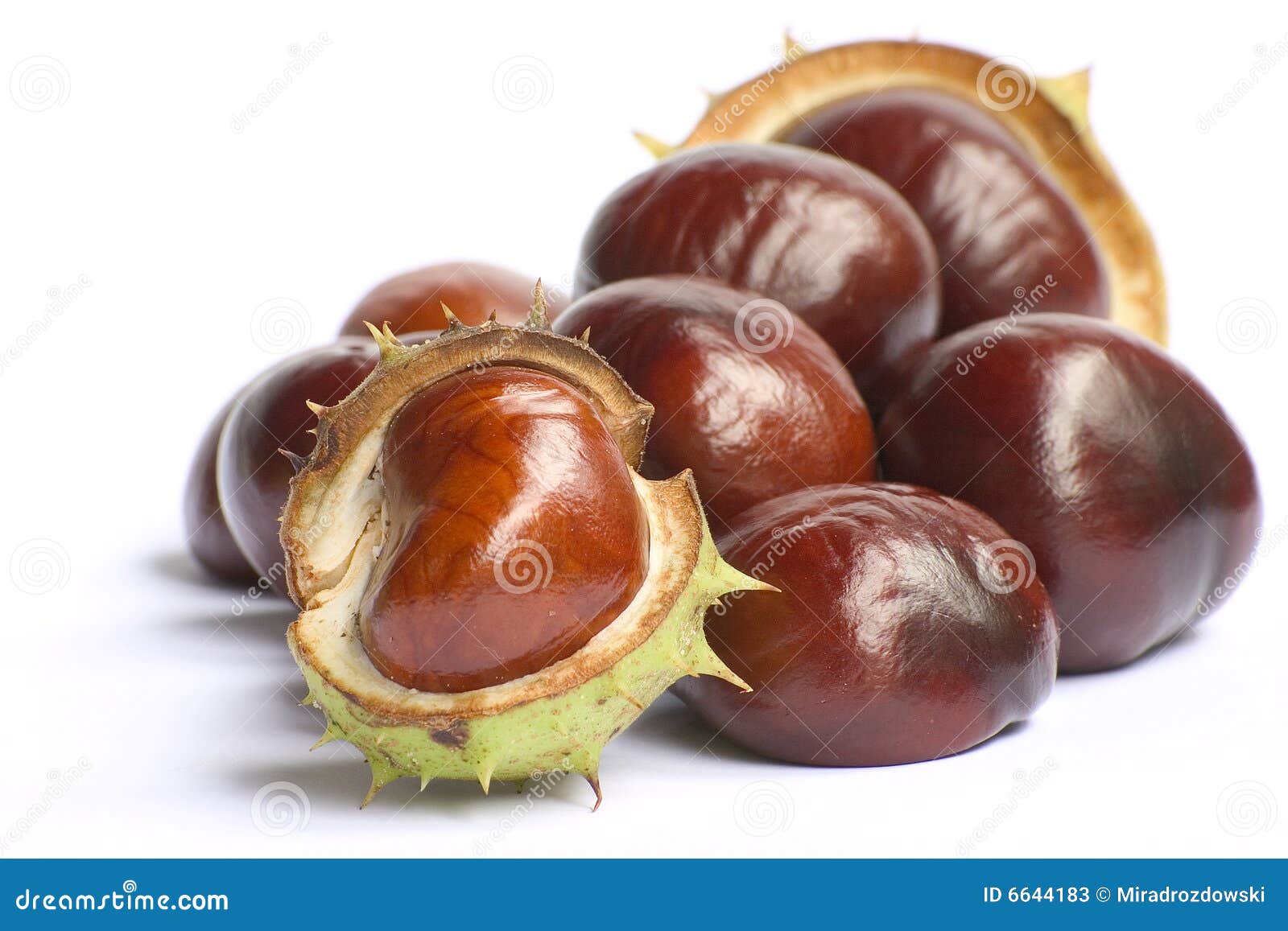 Chestnuts isolated stock image. Image of nature, shell - 6644183