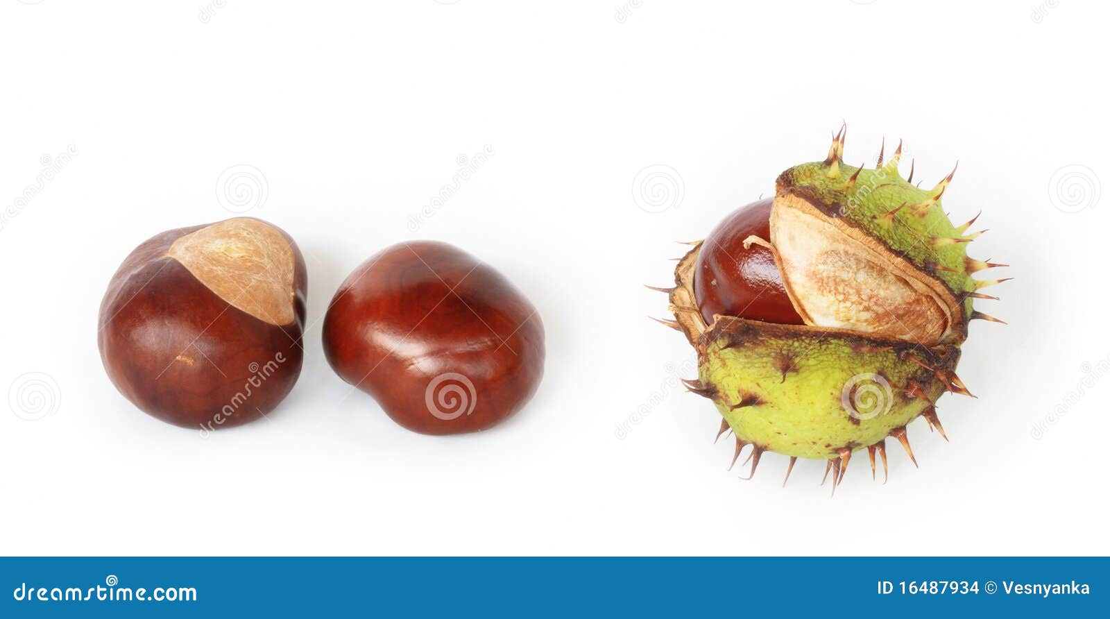 Chestnuts Isolated on White Stock Photo - Image of open, husk: 16487934