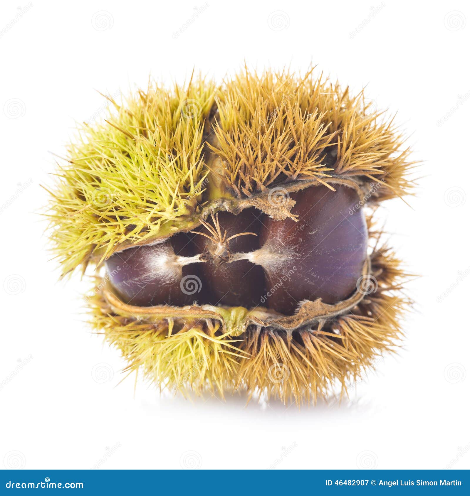 Chestnuts in Its Burr Isolated on a White Background Stock Image ...
