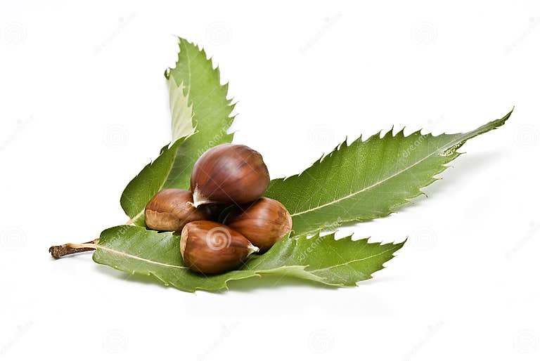 Chestnuts on its leaf. stock image. Image of delicious - 13243535
