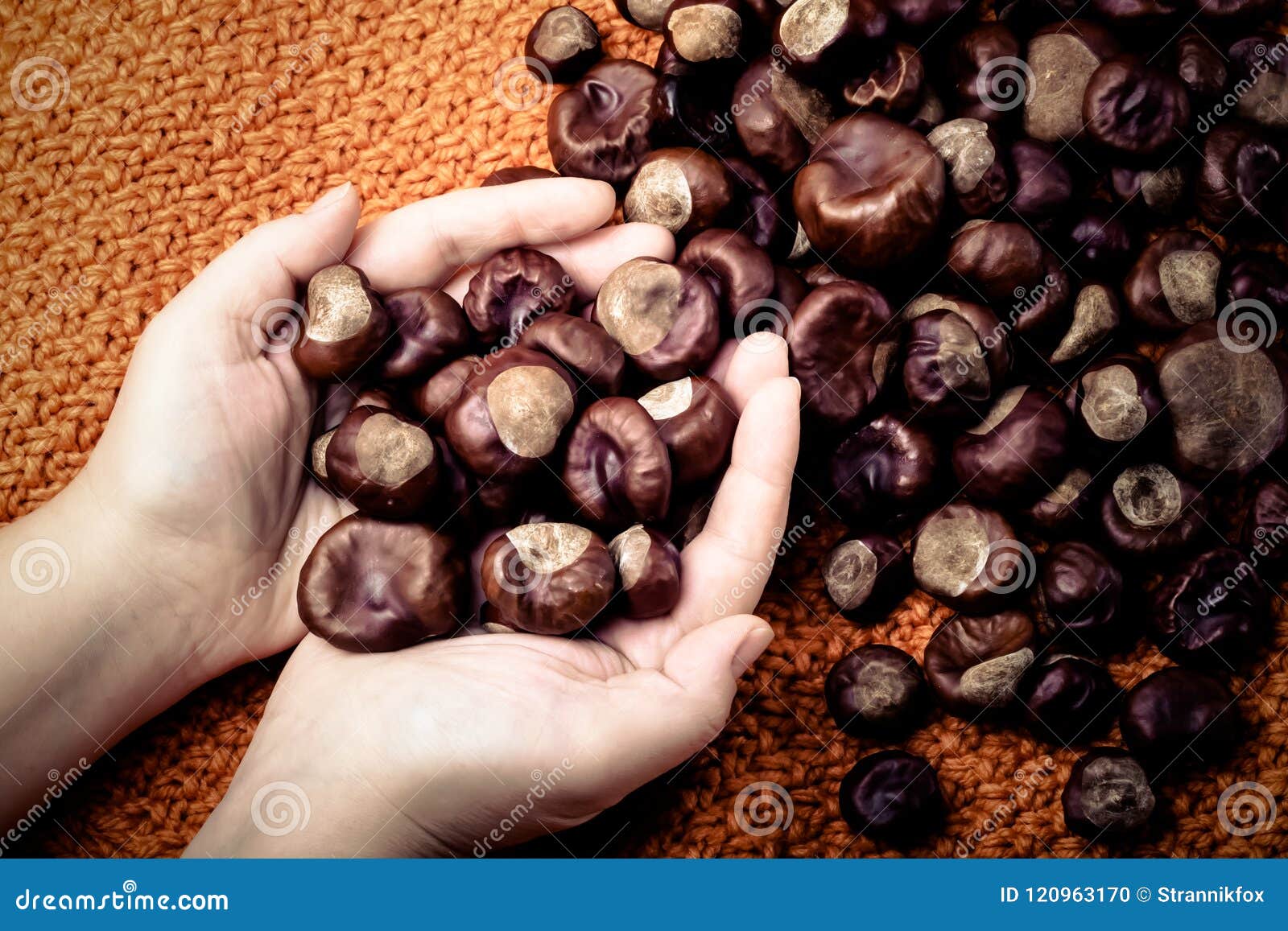 Chestnuts on a Knitted Orange Background and in the Hands. Toned Stock ...