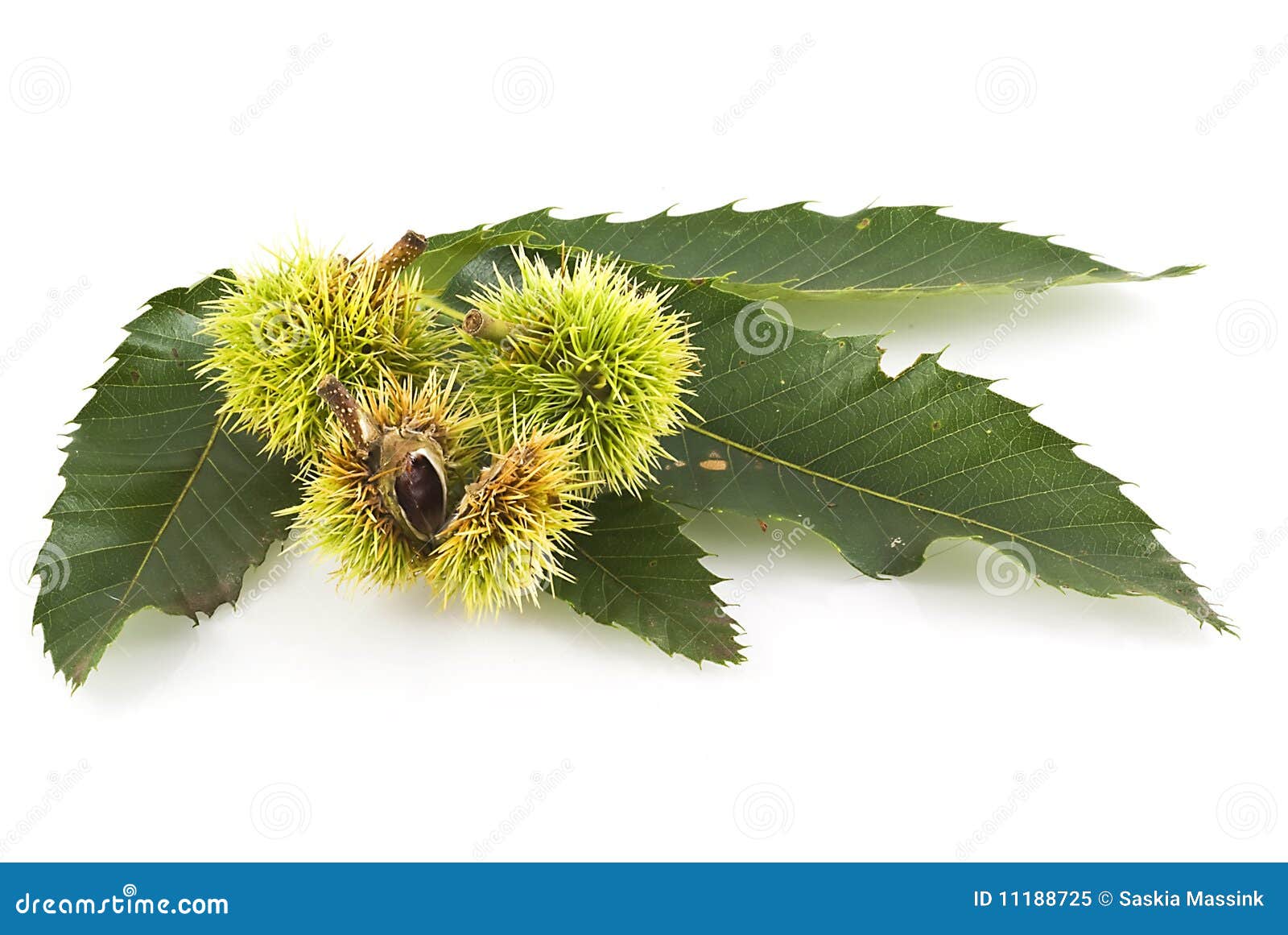 Chestnuts on leaf stock image. Image of nature, leaf - 11188725