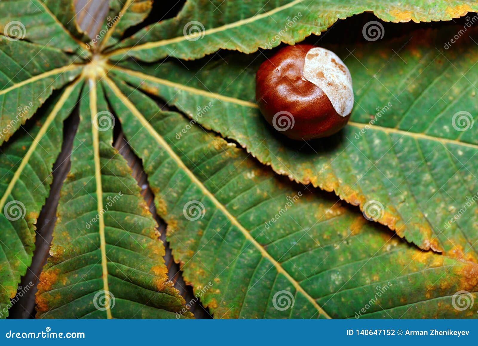 Chestnuts on the leaf stock photo. Image of brown, life - 140647152