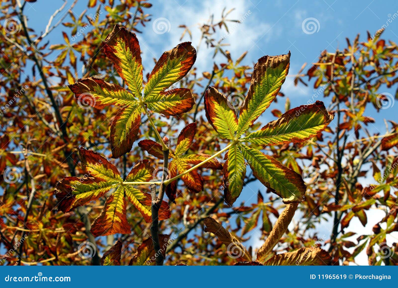 Chestnuts leaves in autumn stock image. Image of chestnut - 11965619