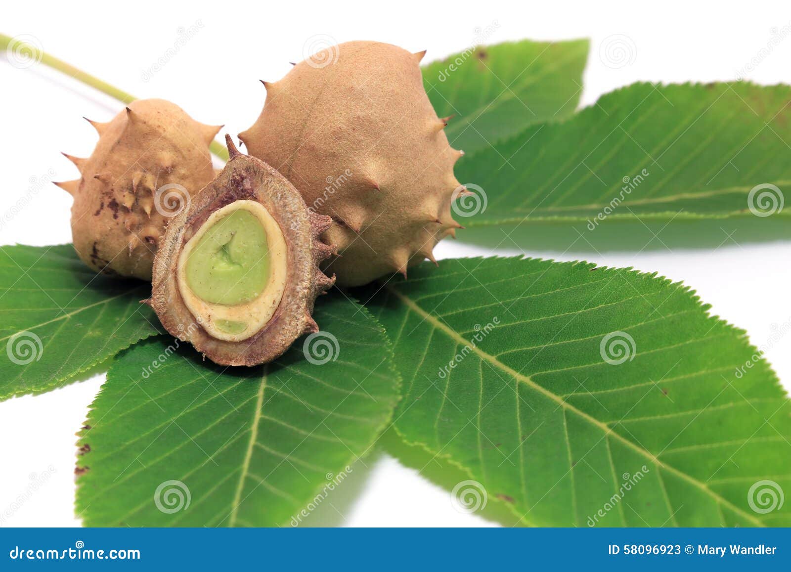 Chestnuts on Leaves stock image. Image of botanic, prickle - 58096923