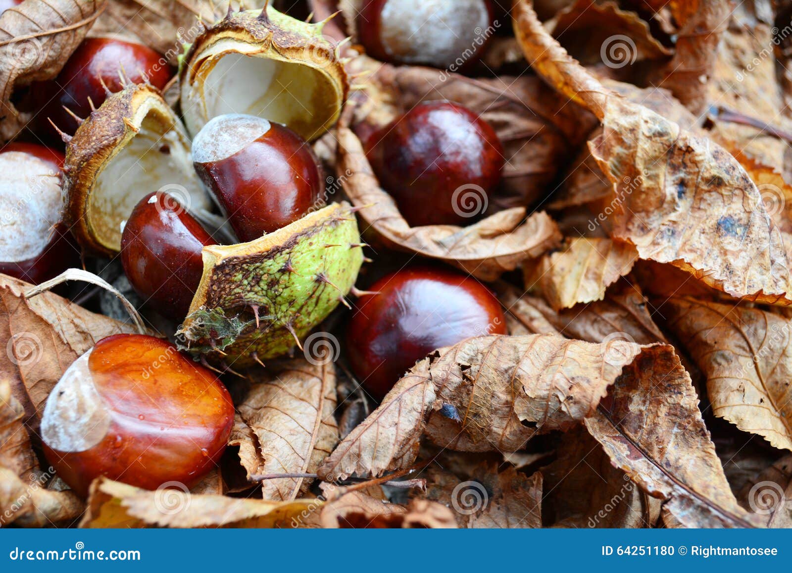 Chestnuts stock photo. Image of fall, nature, leaf, outdoor - 64251180