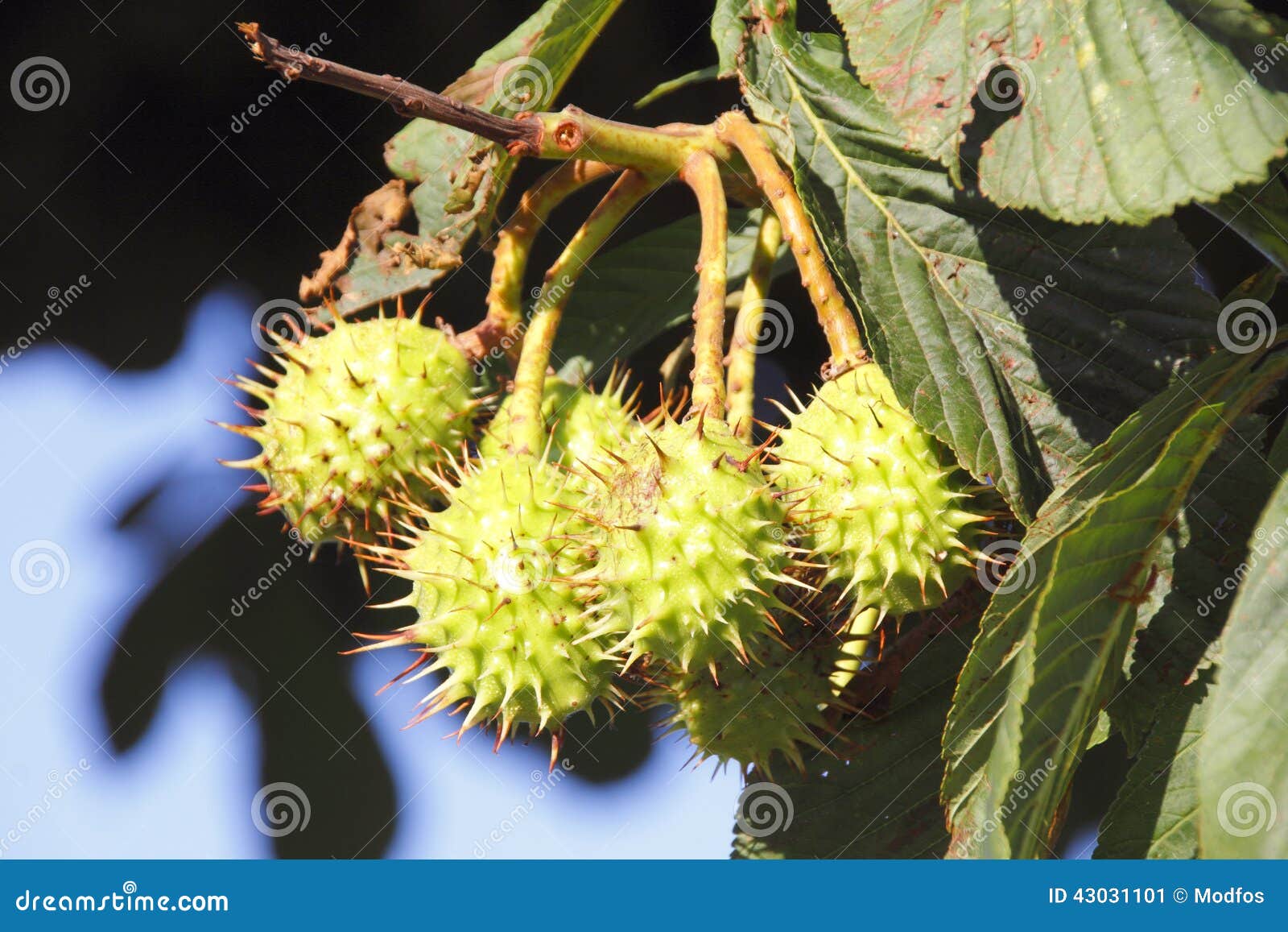 Chestnuts stock image. Image of bunch, exterior, seedling - 43031101