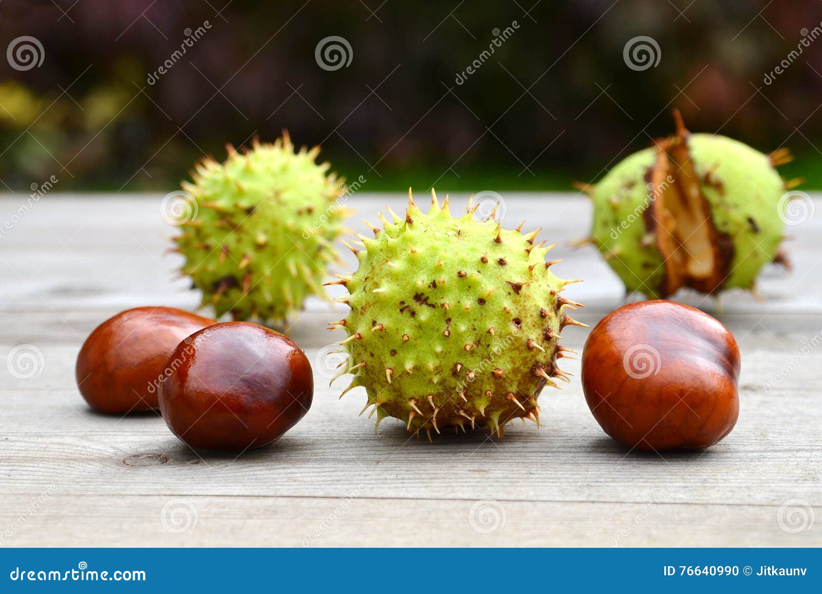 Chestnuts with Maple Leaves Stock Photo - Image of foliage, leaf: 76640990