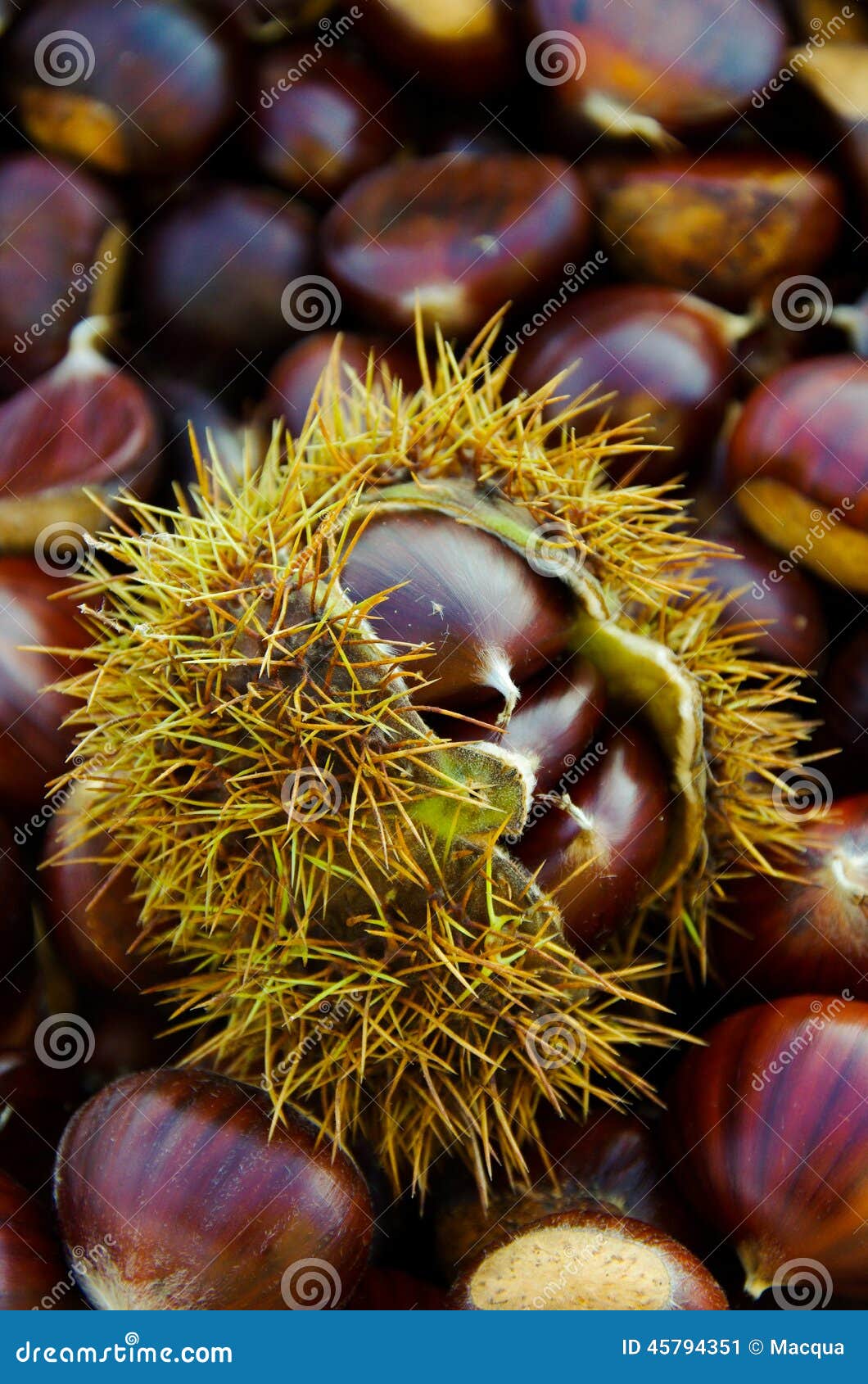 Chestnuts on Natural Background Stock Image - Image of green, outdoor ...