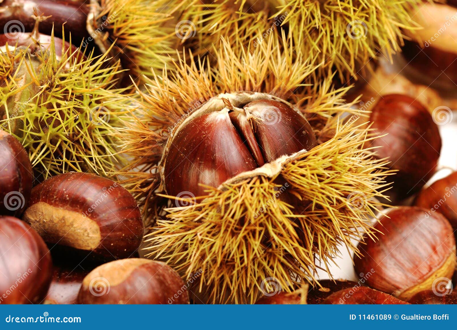 Chestnuts, Nature Background Stock Image - Image of background ...