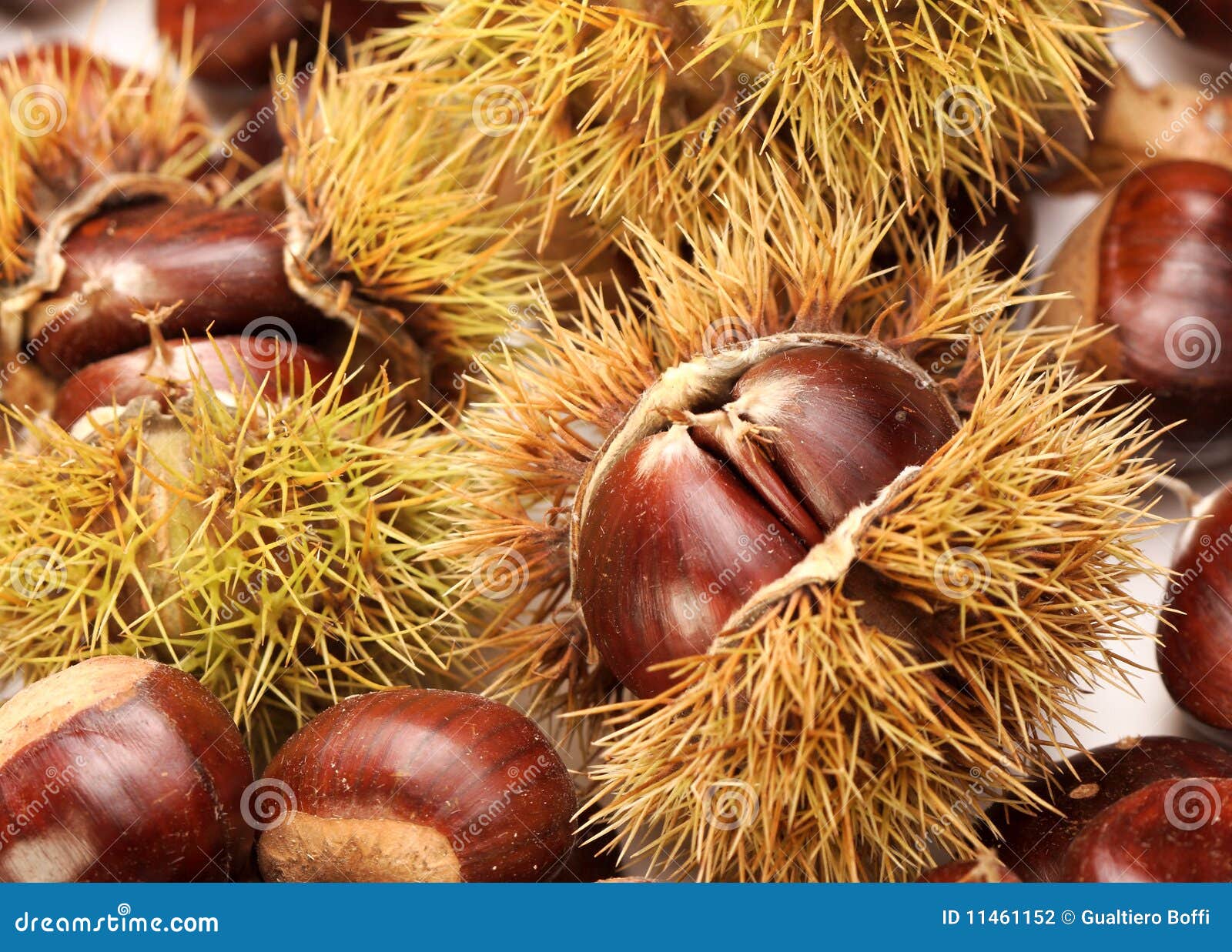 Chestnuts, Nature Background Stock Photo - Image of heap, husk: 11461152
