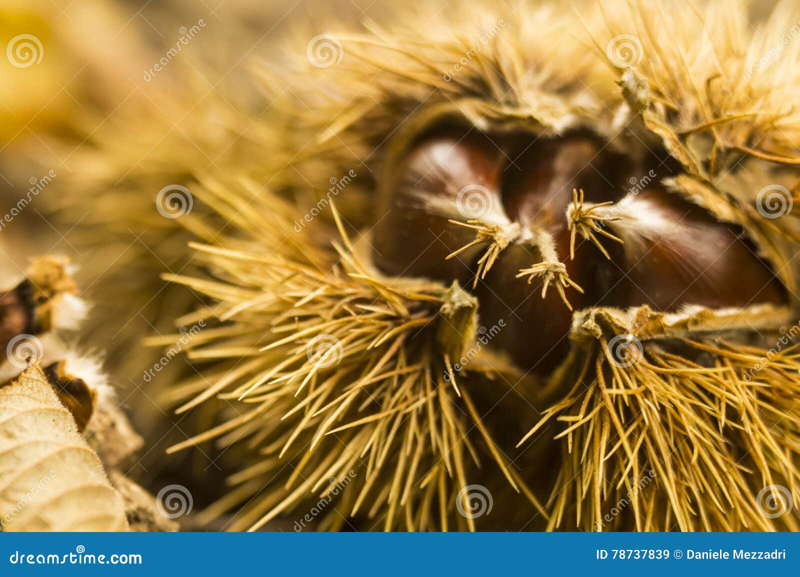 Chestnuts stock image. Image of edgehog, chestnut, autumn - 78737839