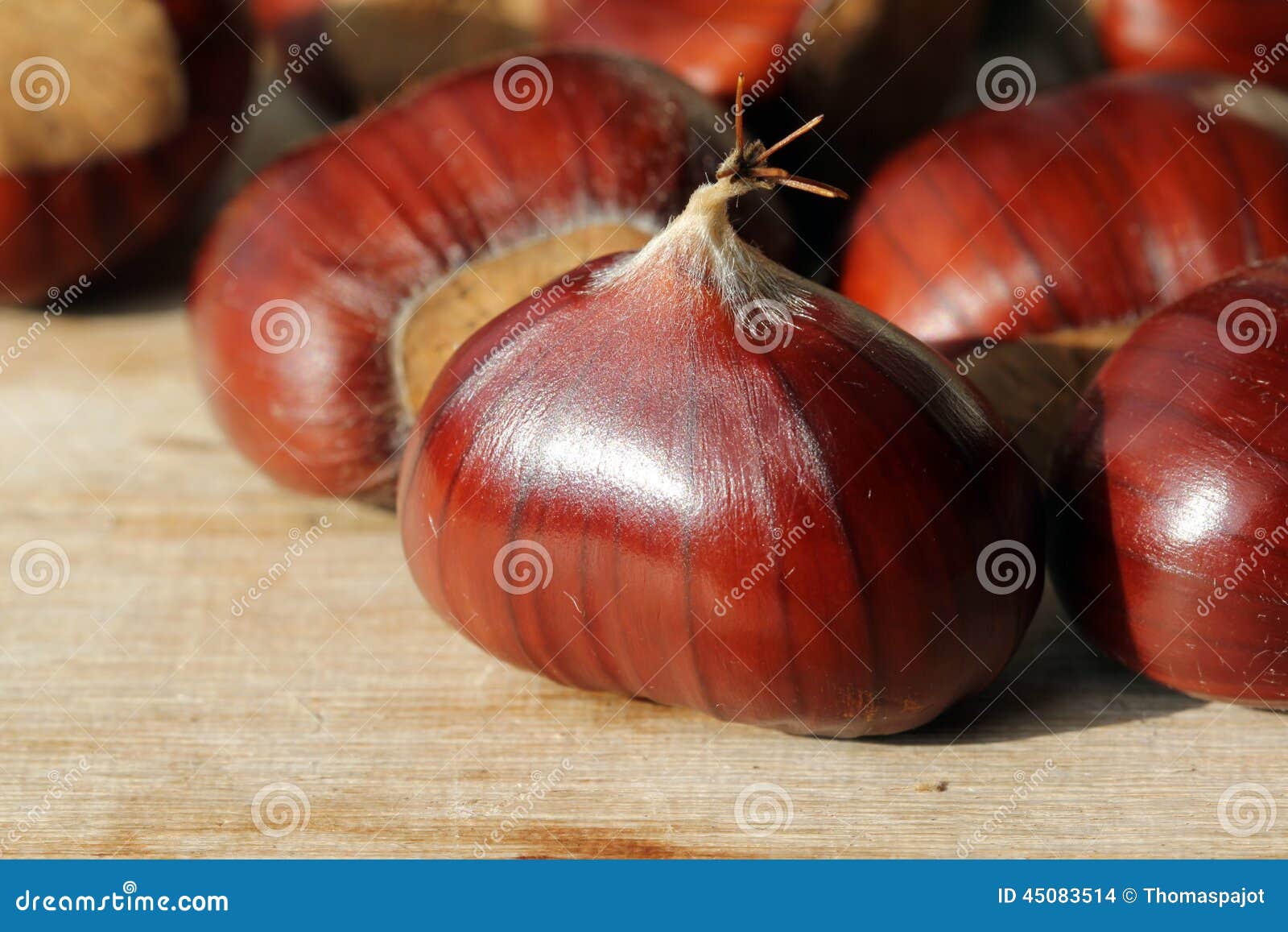 Chestnuts stock photo. Image of november, open, macro - 45083514
