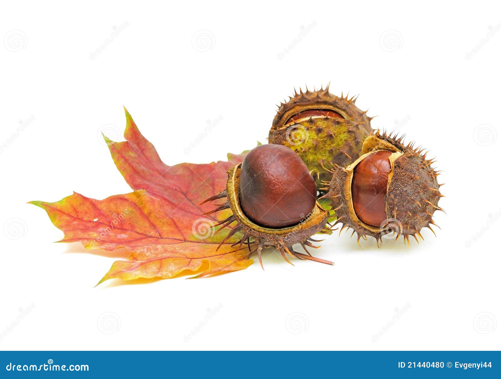Chestnuts with Seed Pods Over White Stock Photo - Image of seeds, nuts ...