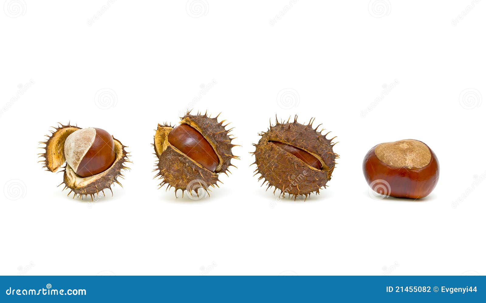 Chestnuts with Seed Pods Over White Stock Photo - Image of flat, thorny ...