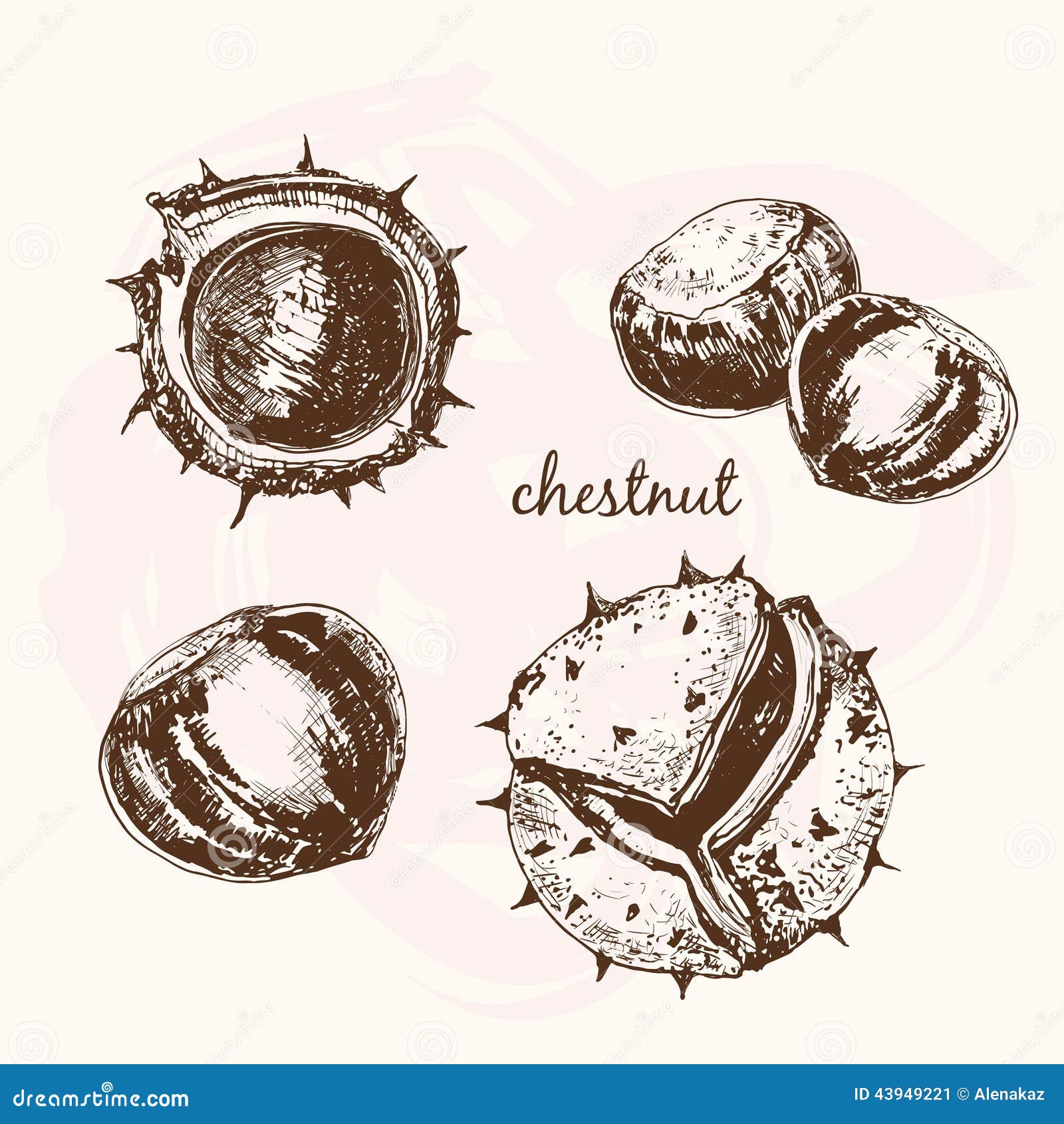 Chestnuts stock vector. Illustration of vintage, fruit - 43949221