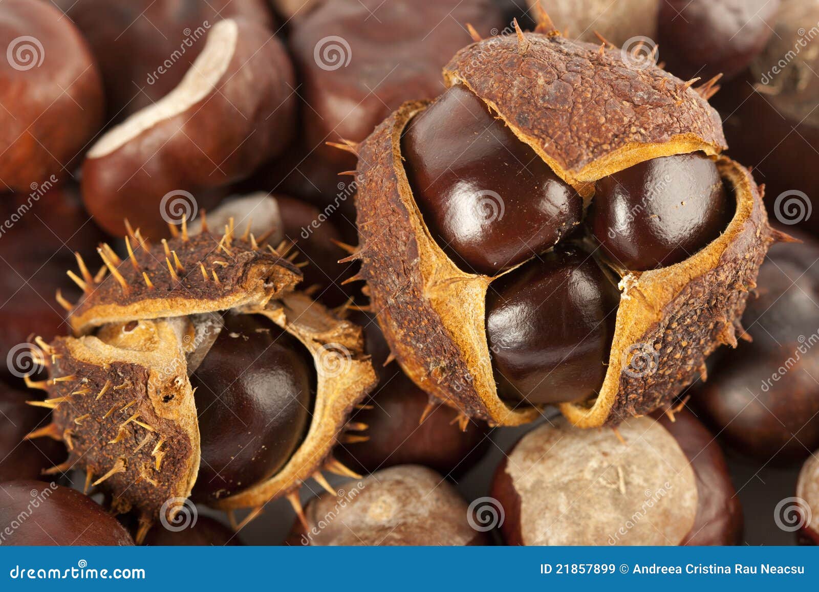 Chestnuts in shell stock image. Image of november, shell - 21857899
