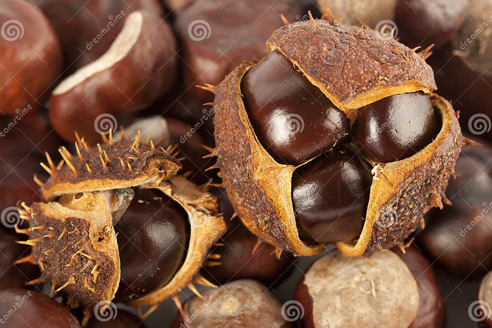 Chestnuts in shell stock image. Image of november, shell - 21857899