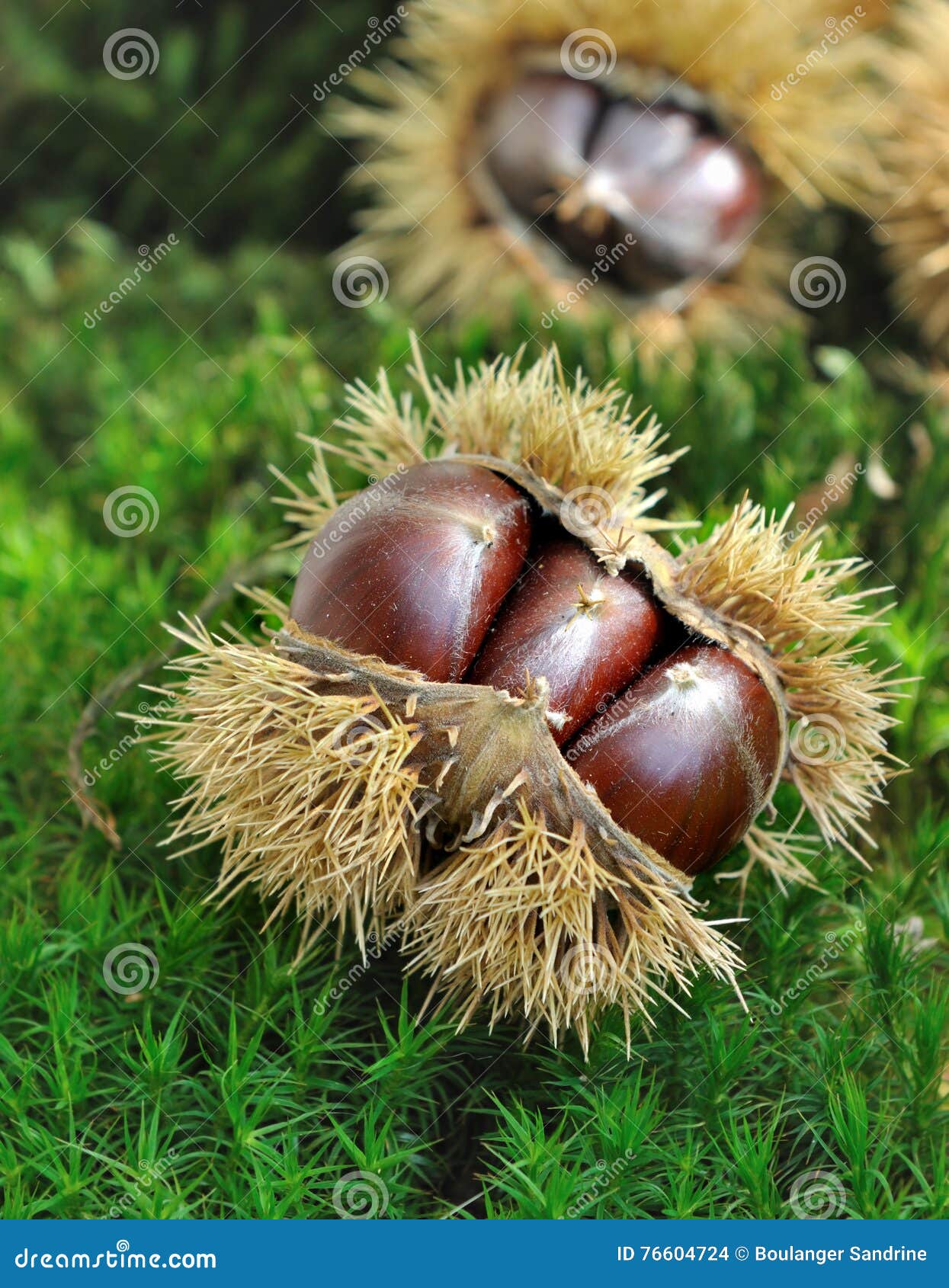 Chestnuts in shell stock photo. Image of food, nature - 76604724