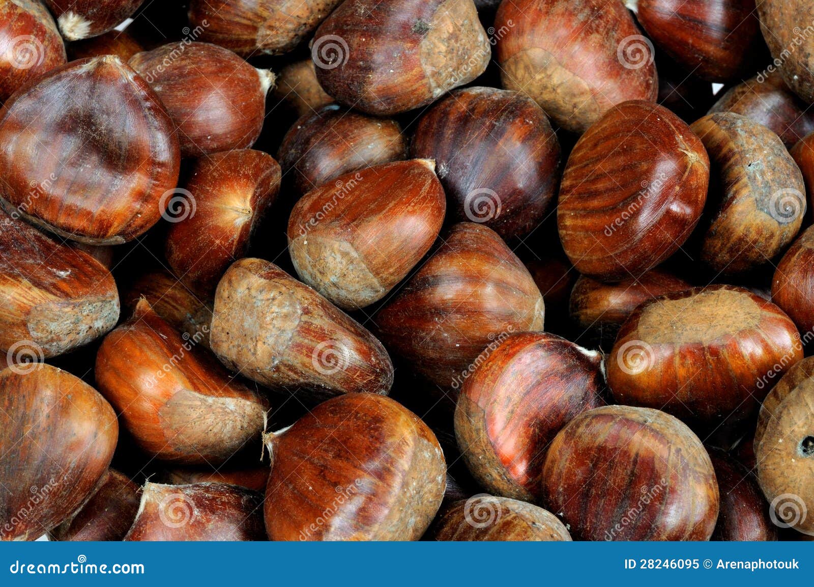 Chestnuts in shells. stock image. Image of shell, life - 28246095