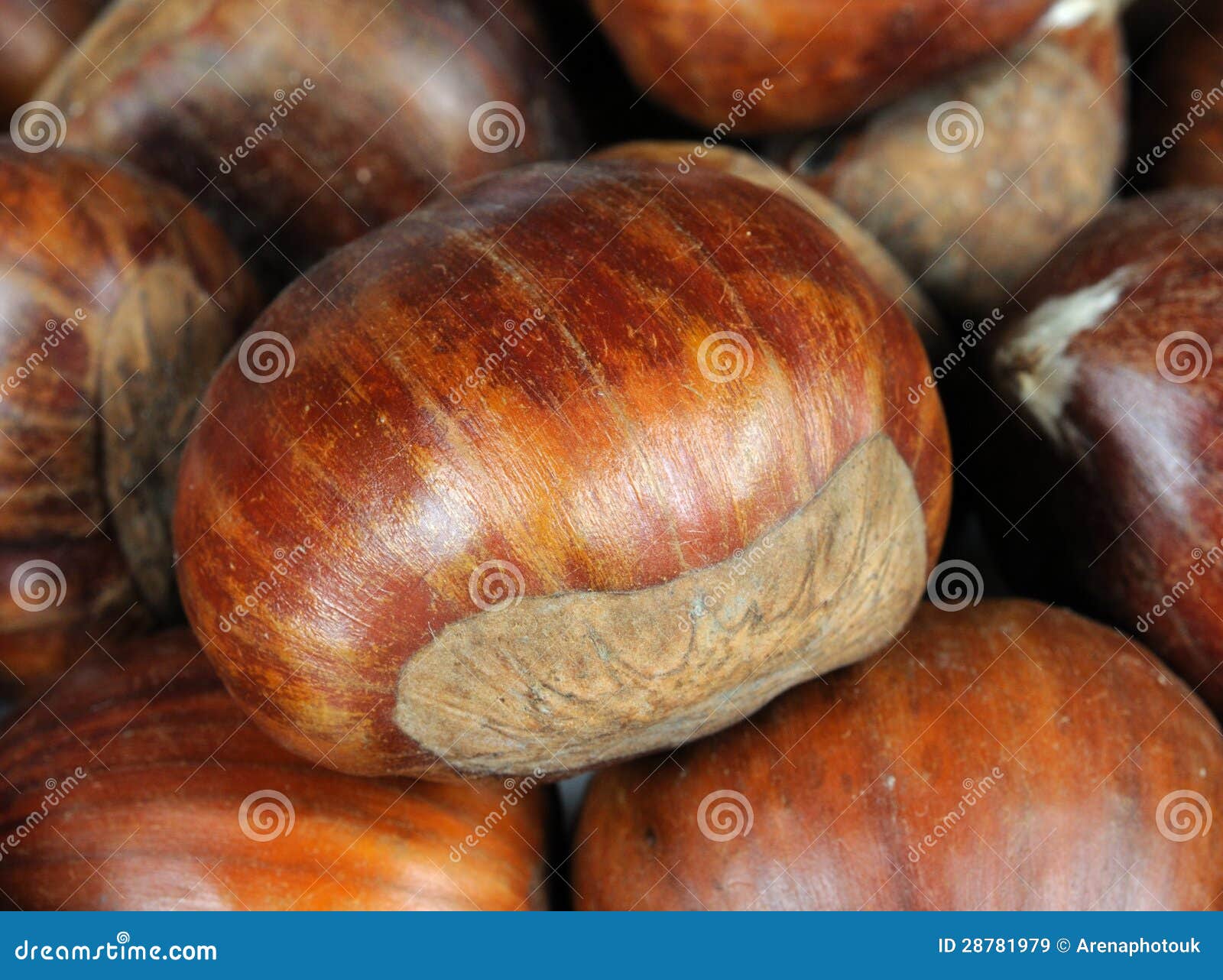 Chestnuts in shells. stock image. Image of chestnut, nutrition - 28781979