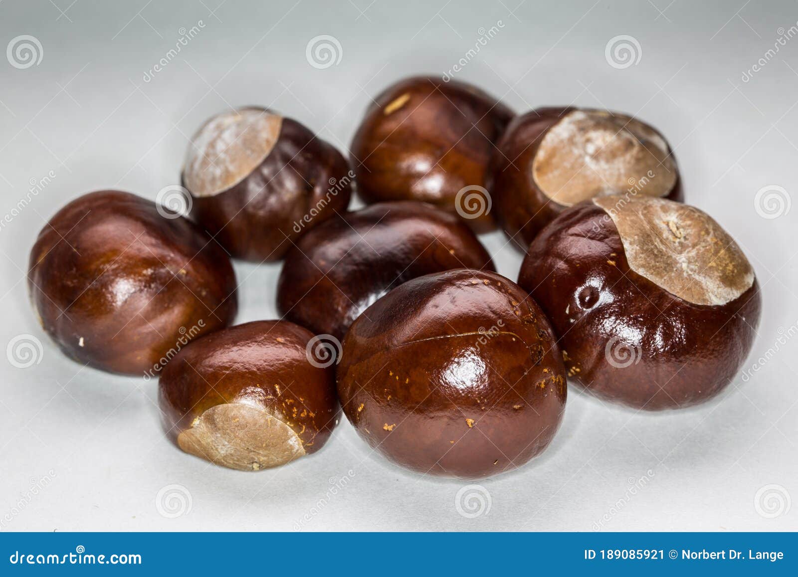 Chestnuts with a Shiny Brown Shell Stock Image - Image of prickly ...