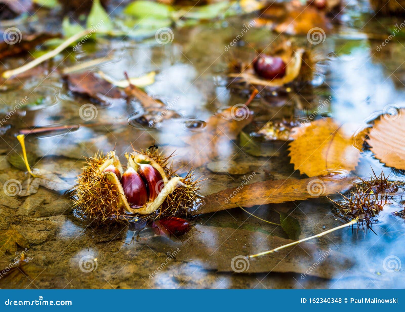 Chestnuts Sit in Their Spiky Cupules, Floating in the Water with the ...