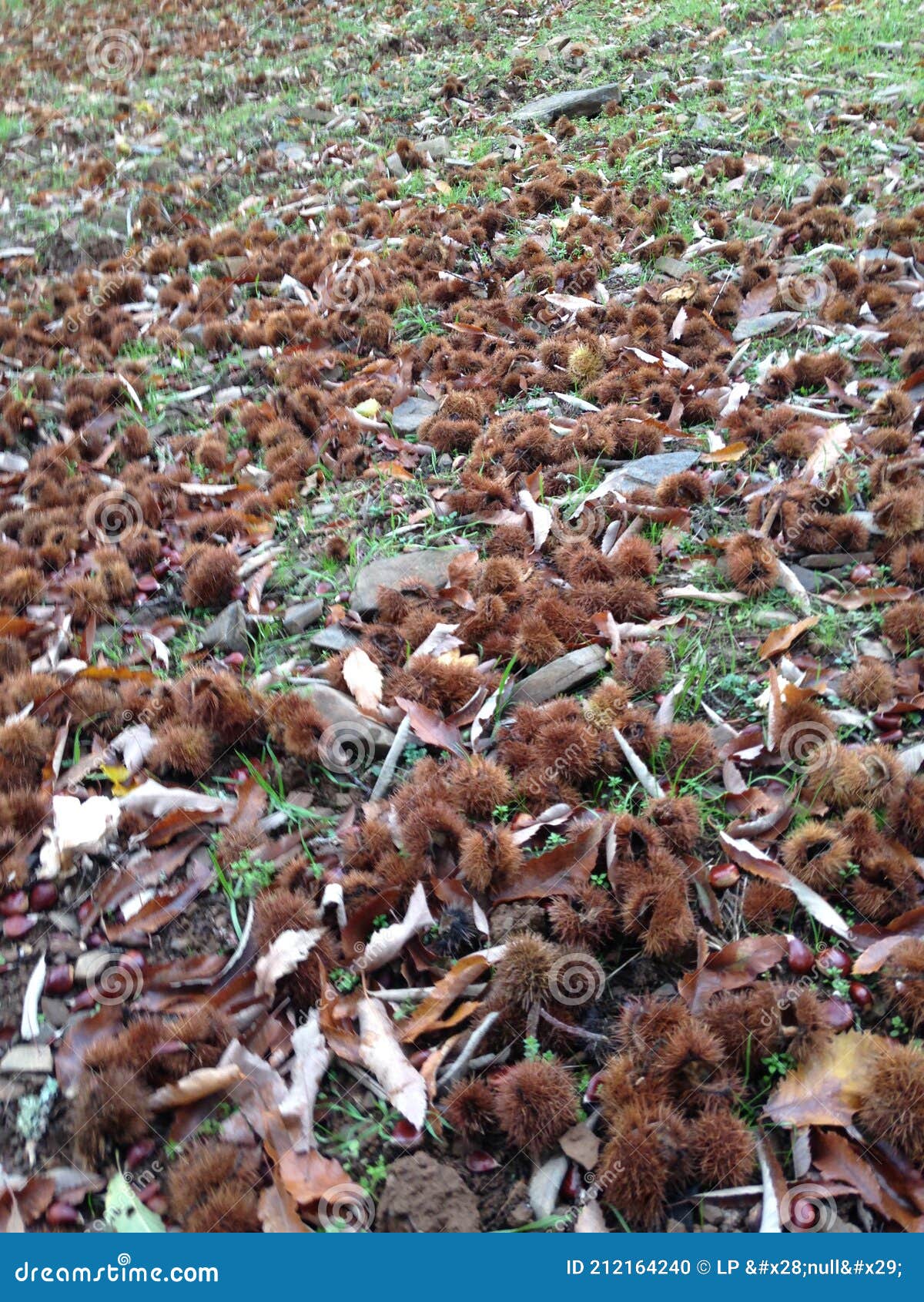 Chestnuts stock photo. Image of soil, covered, portugal - 212164240
