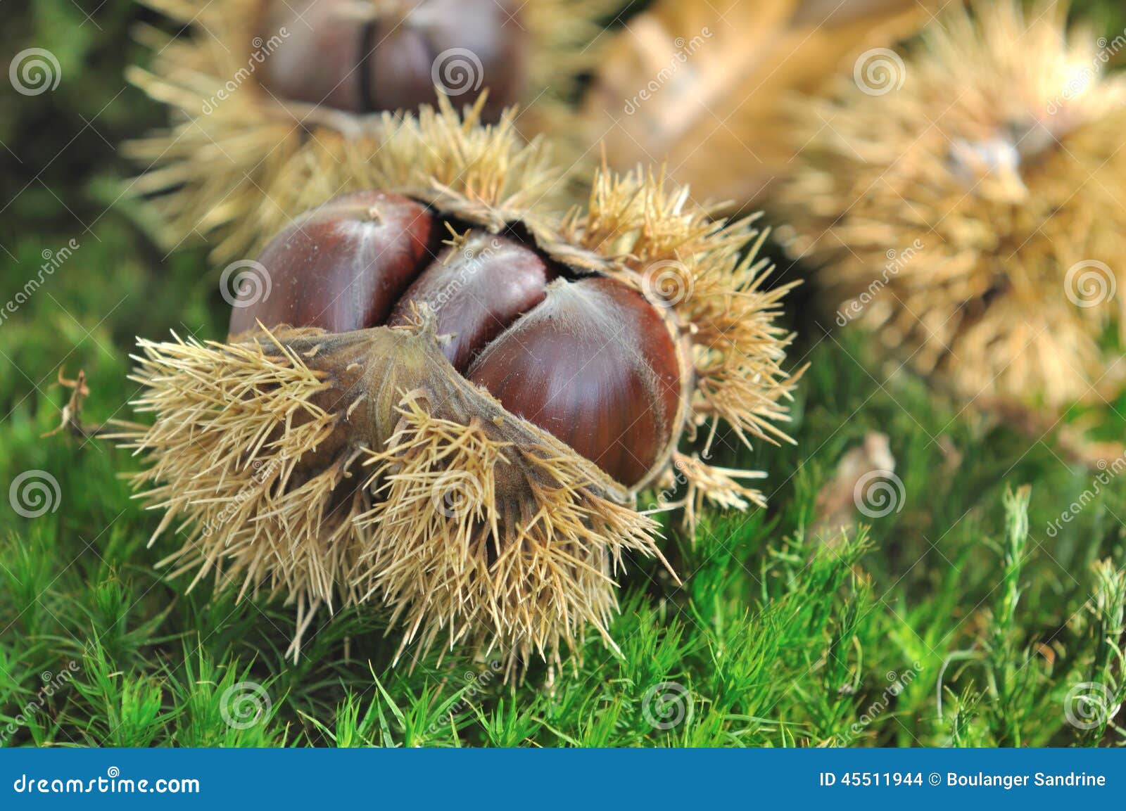 Chestnuts on the soil stock photo. Image of castanea - 45511944