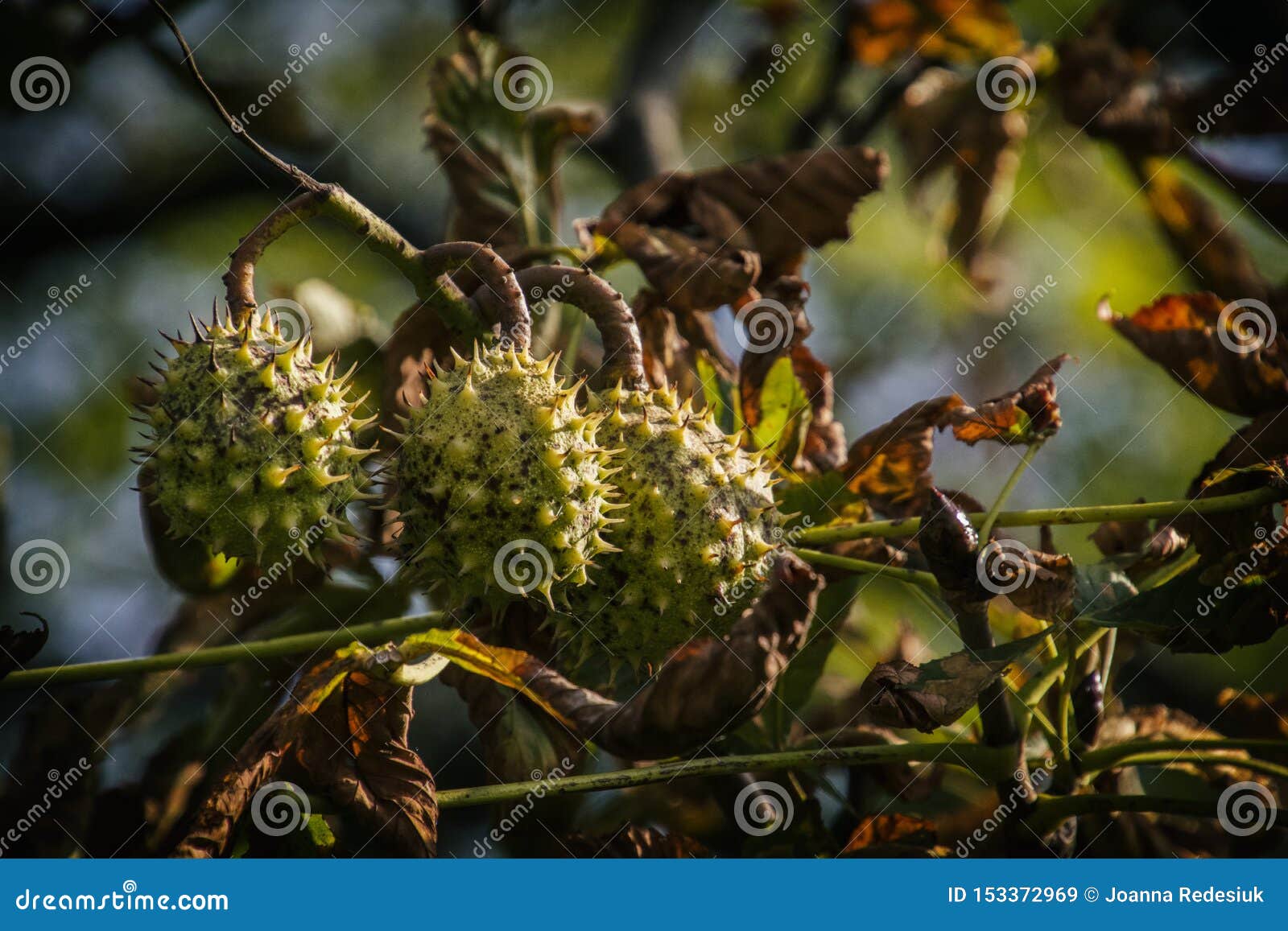 Chestnuts with Spikes Growing on the Tree in the Autumn Afternoon Light ...