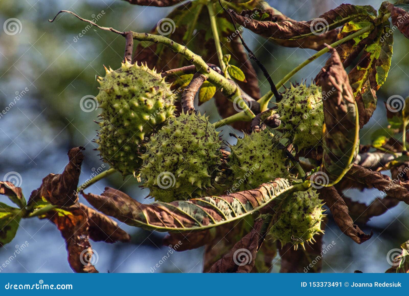 Chestnuts with Spikes Growing on the Tree in the Autumn Afternoon Light ...