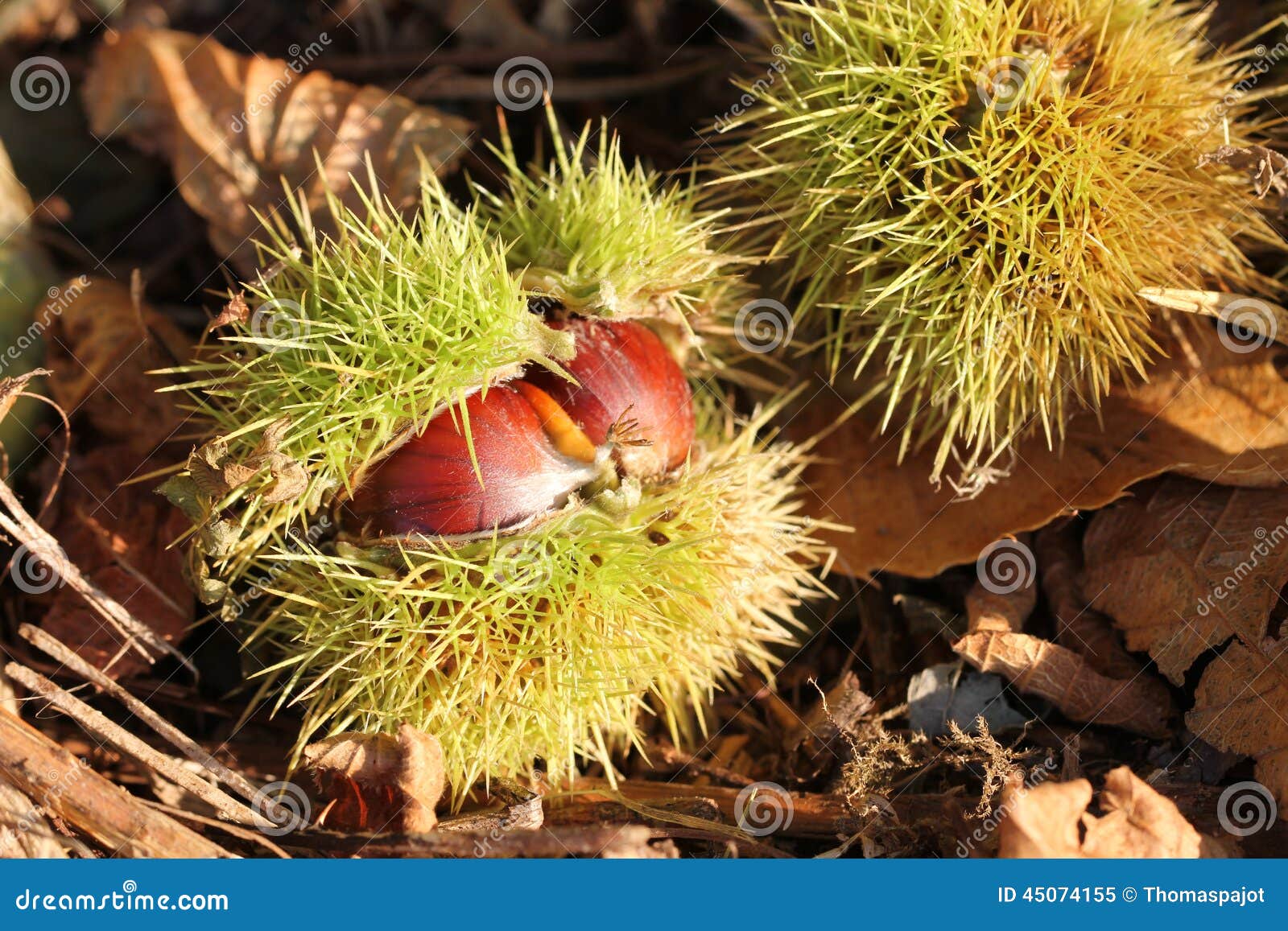 Chestnuts stock image. Image of september, food, vegetable - 45074155