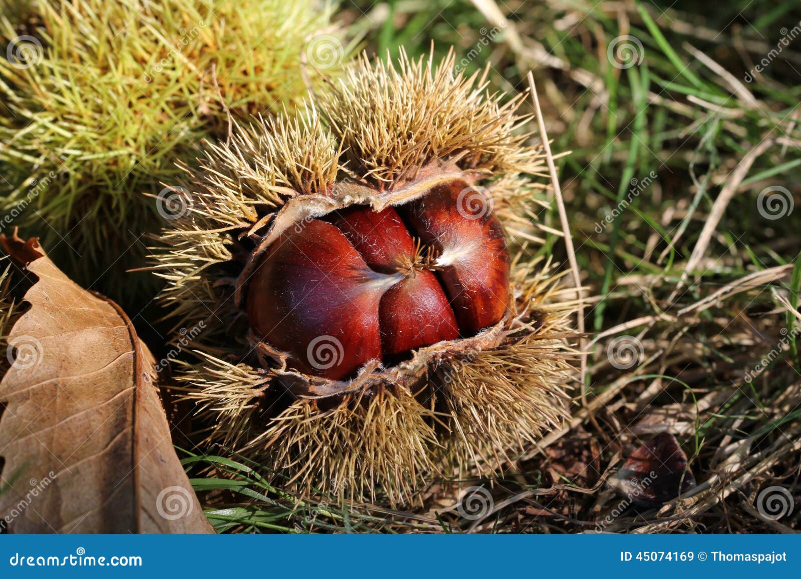 Chestnuts stock image. Image of organic, chestnut, color - 45074169