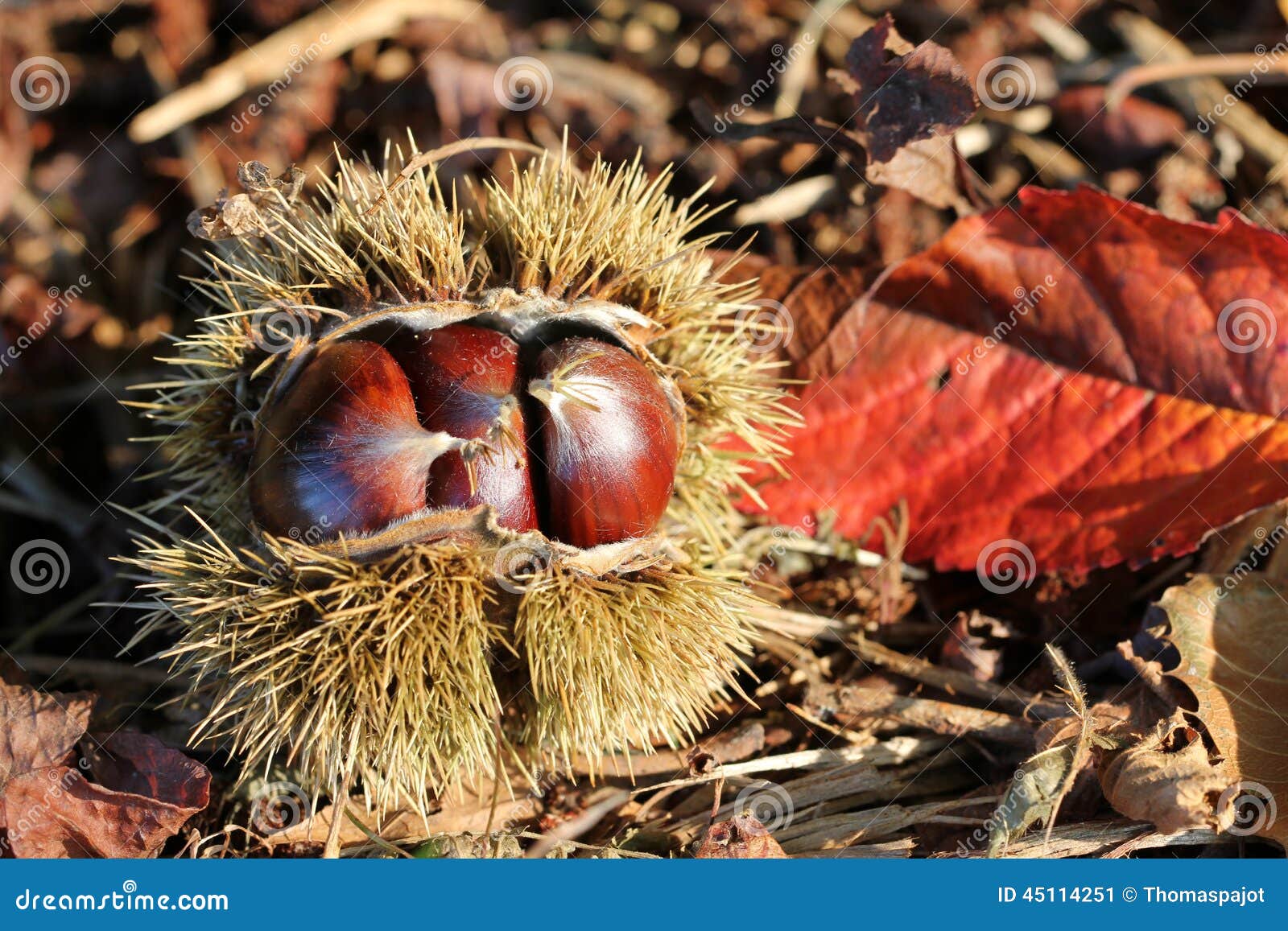 Chestnuts stock image. Image of color, flora, shells - 45114251