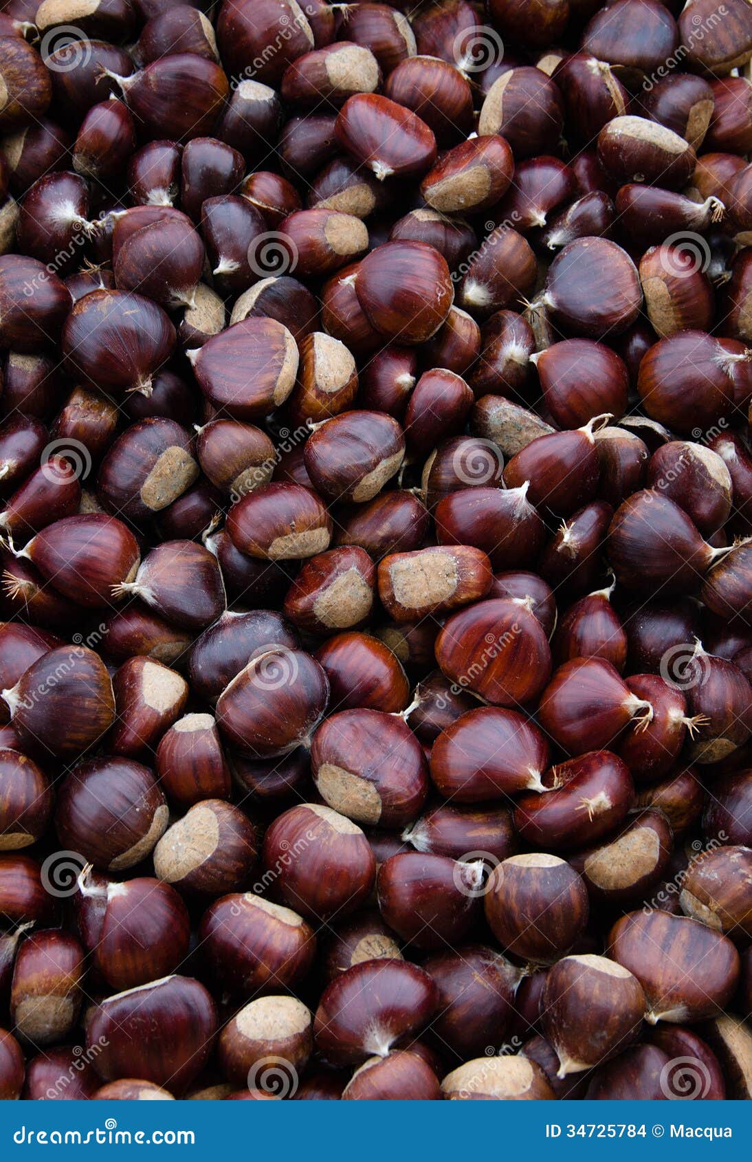 Chestnuts stock photo. Image of achene, plant, fruit - 34725784