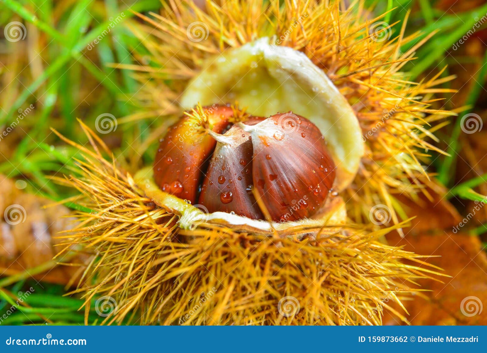 Chestnuts in Their Hedgehog in the Forest Stock Photo - Image of ...