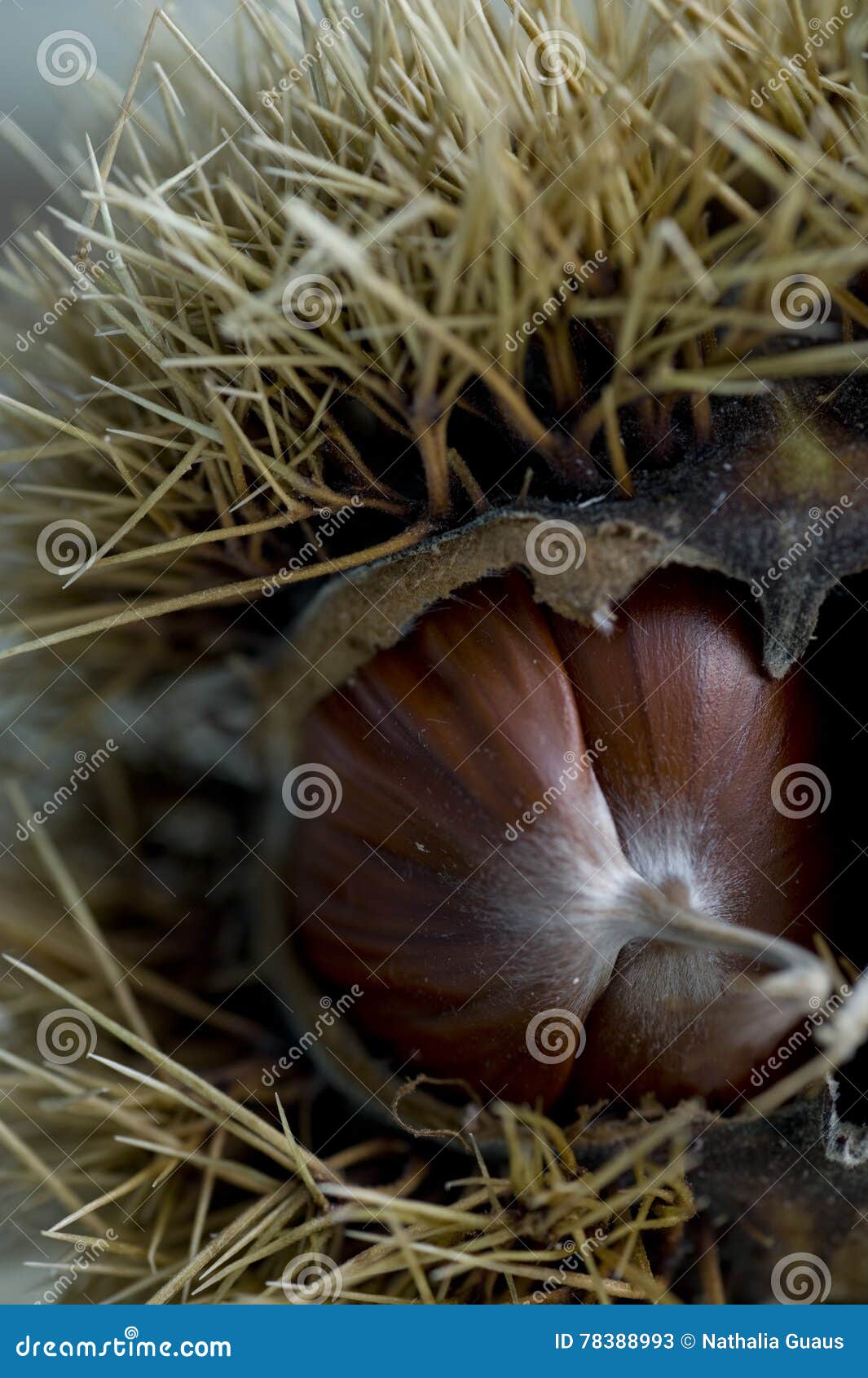 Chestnuts stock image. Image of cooking, plant, shell - 78388993