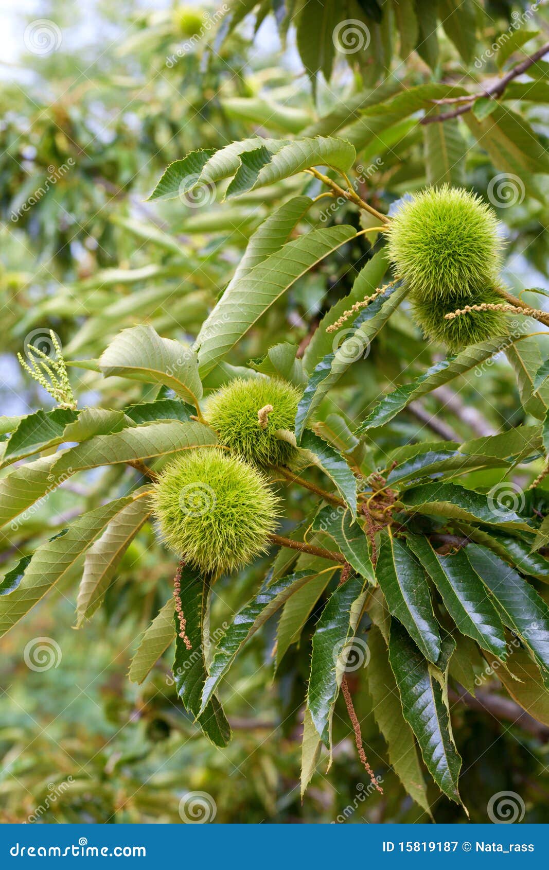 Chestnuts on tree stock image. Image of wildgrowing, natural - 15819187