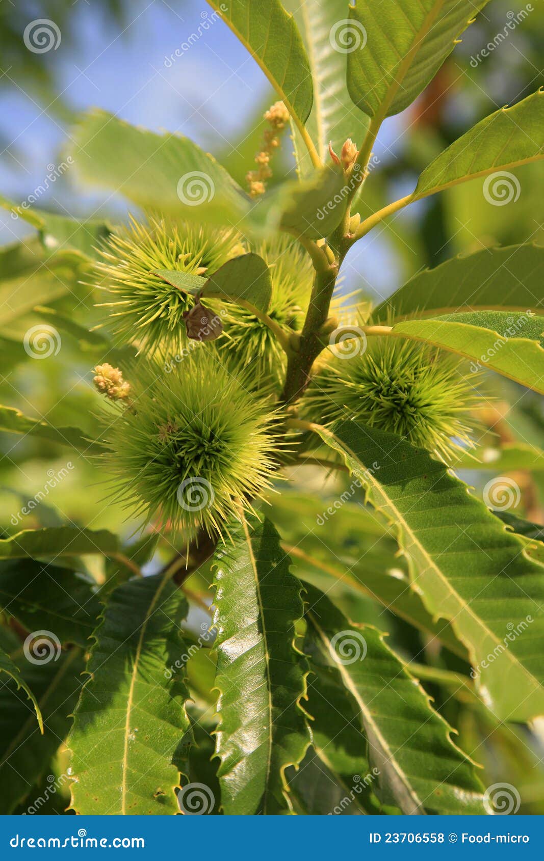Chestnuts in the tree stock photo. Image of green, chestnut - 23706558