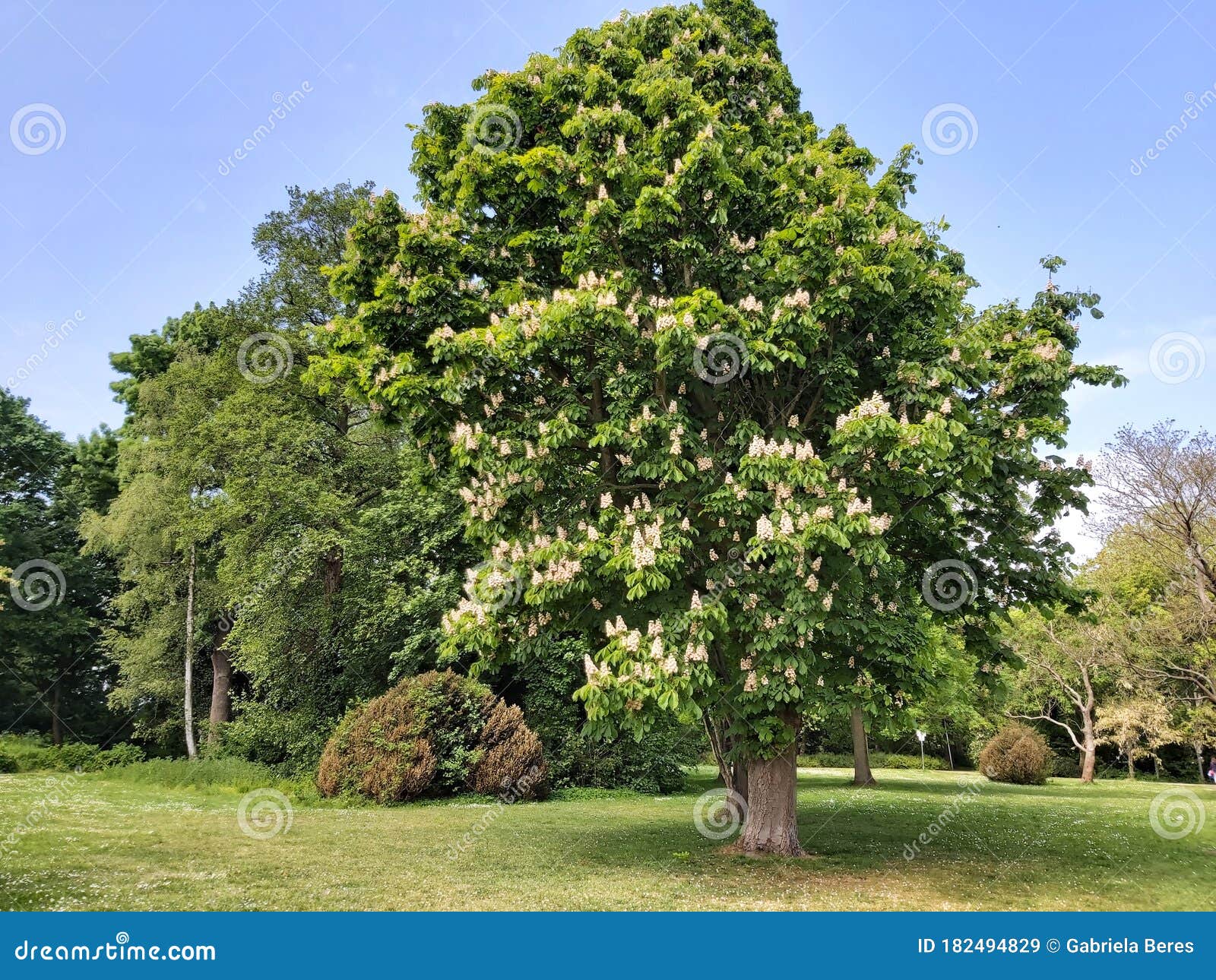 Chestnuts Tree in the Park. Stock Image - Image of ecology, background ...