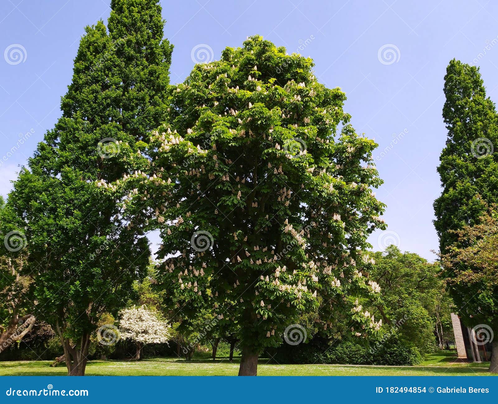 Chestnuts Tree in the Park. Stock Photo - Image of colorful, candle ...