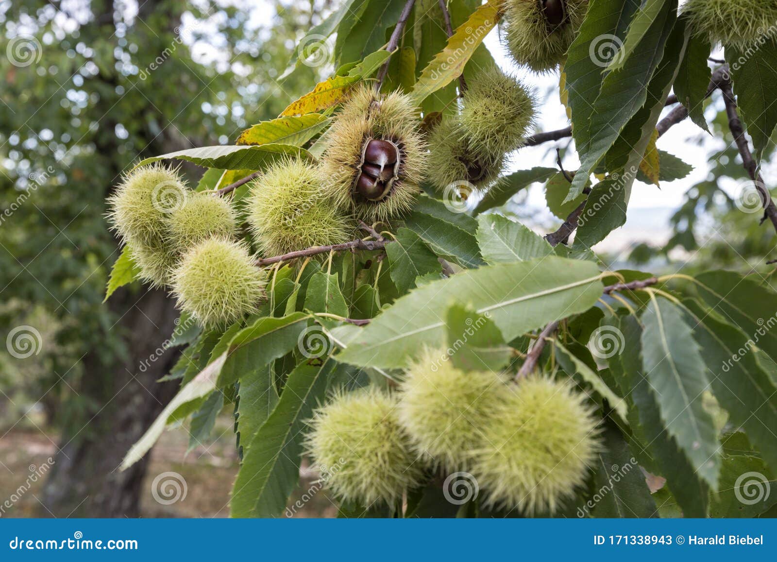 Chestnuts on a Tree in Autumn Stock Image - Image of marron, season ...