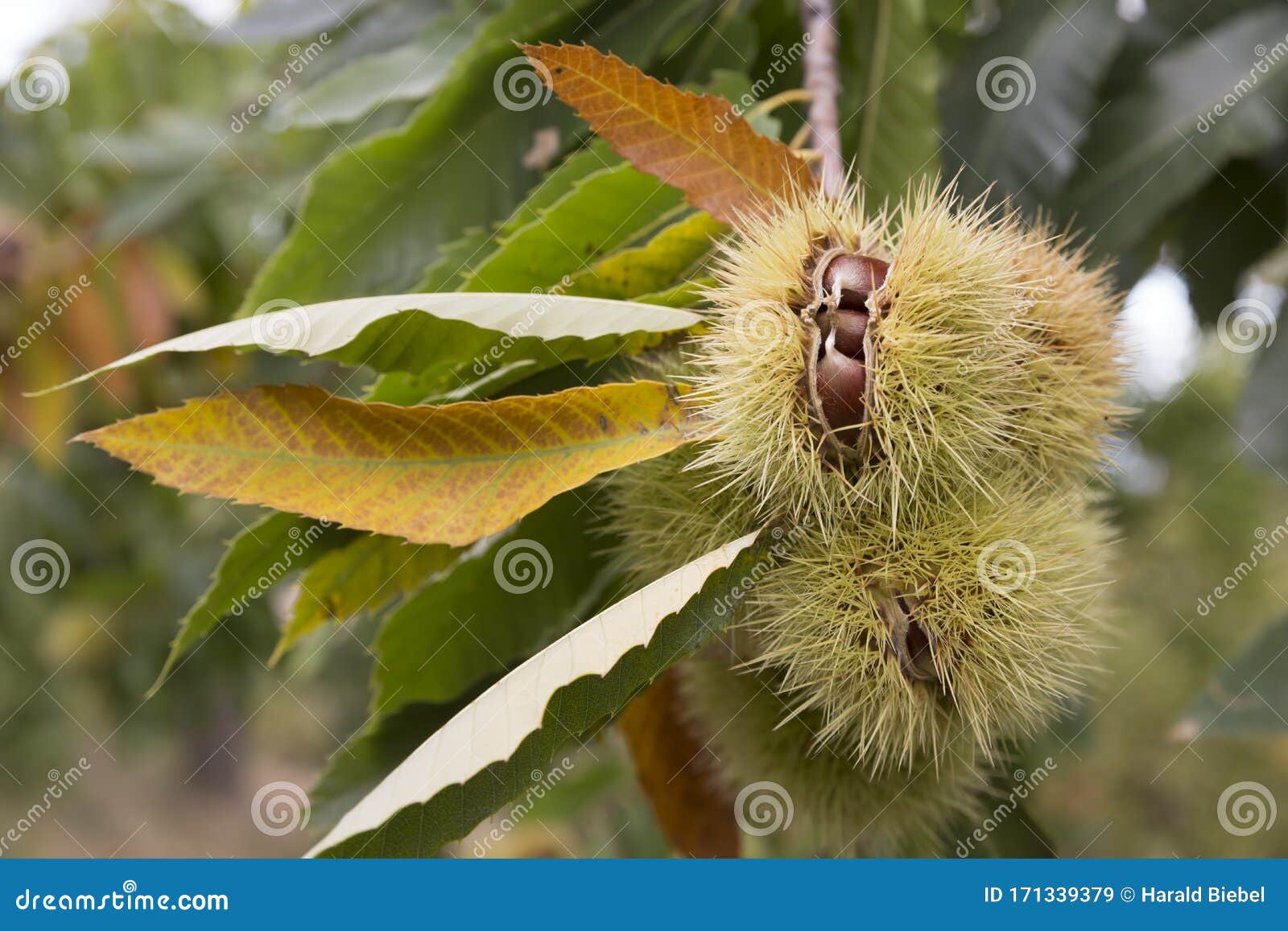 Chestnuts on a Tree in Autumn Stock Image - Image of france, spiky ...