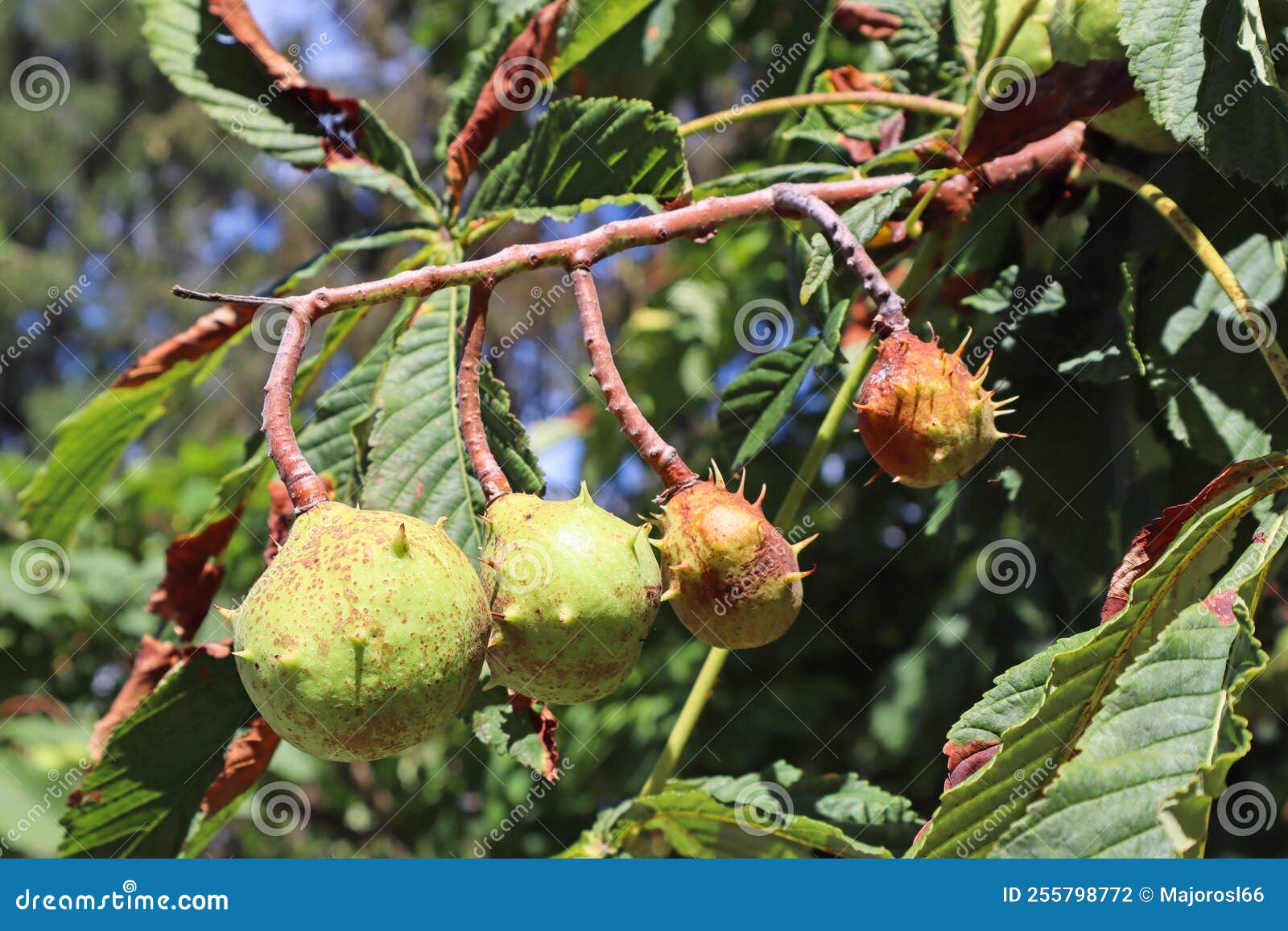 Chestnuts in the Tree Autumn Time Stock Photo - Image of color, autumn ...