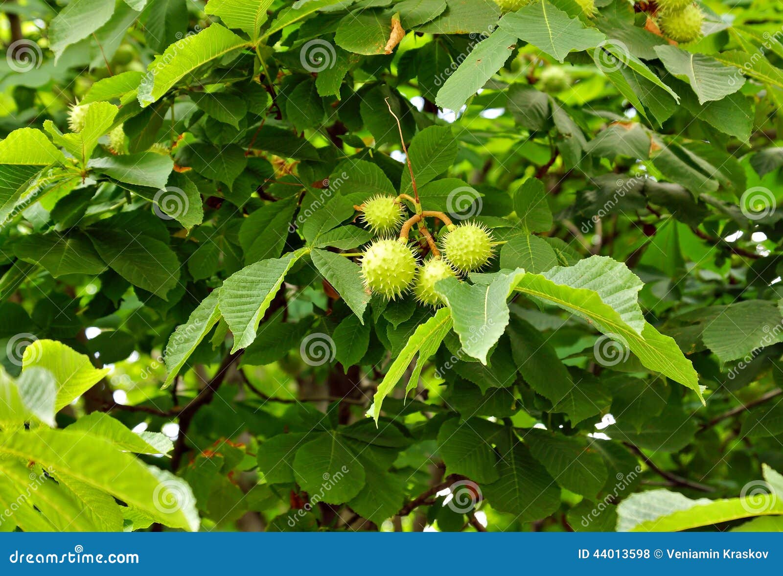 Chestnuts on tree branch stock photo. Image of green - 44013598