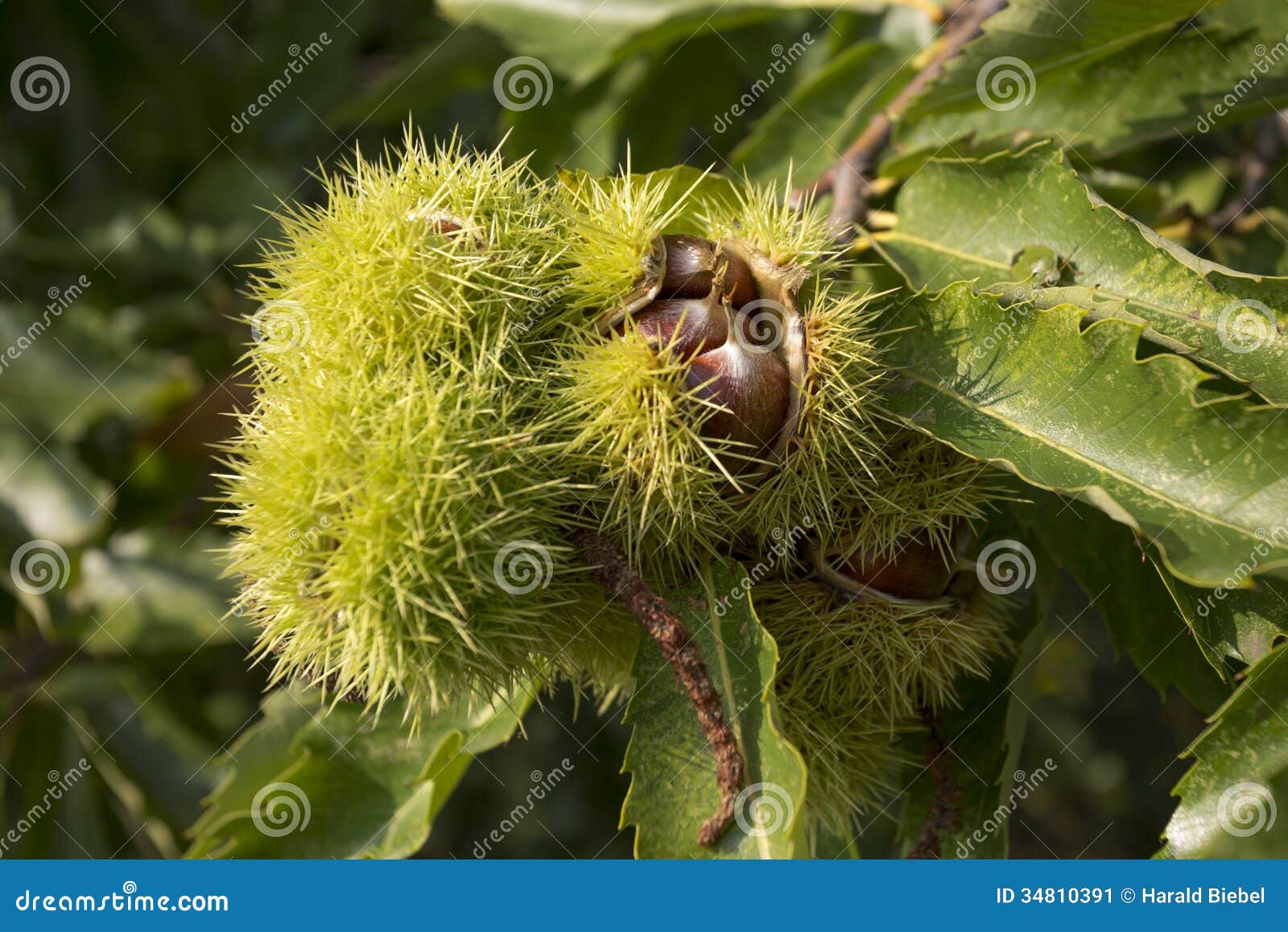 Chestnuts on a Tree, Germany Stock Image - Image of fresh, germany ...